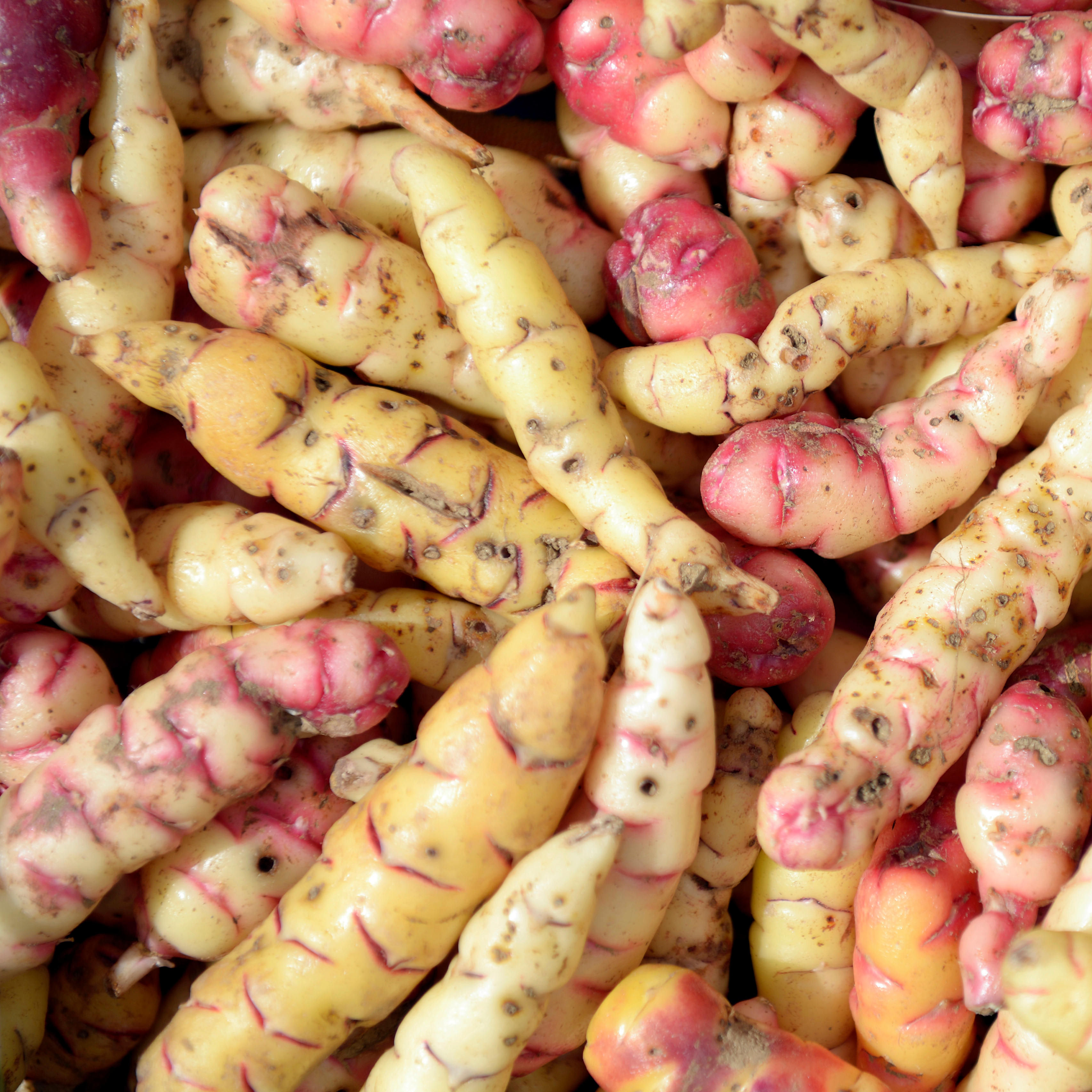 Oca de Perú : venta Oca de Perú / Oxalis tuberosa