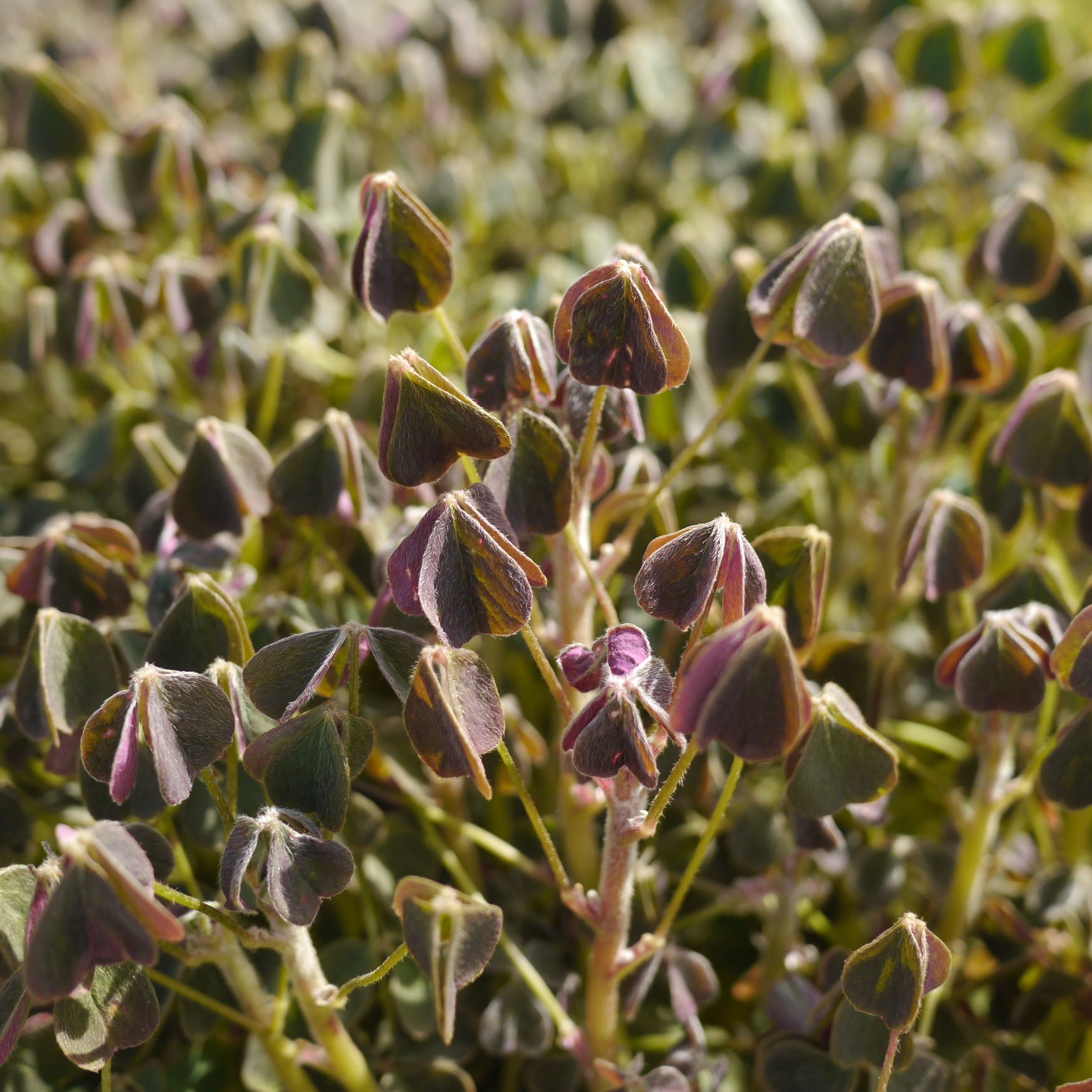 Oca de Perú : venta Oca de Perú / Oxalis tuberosa