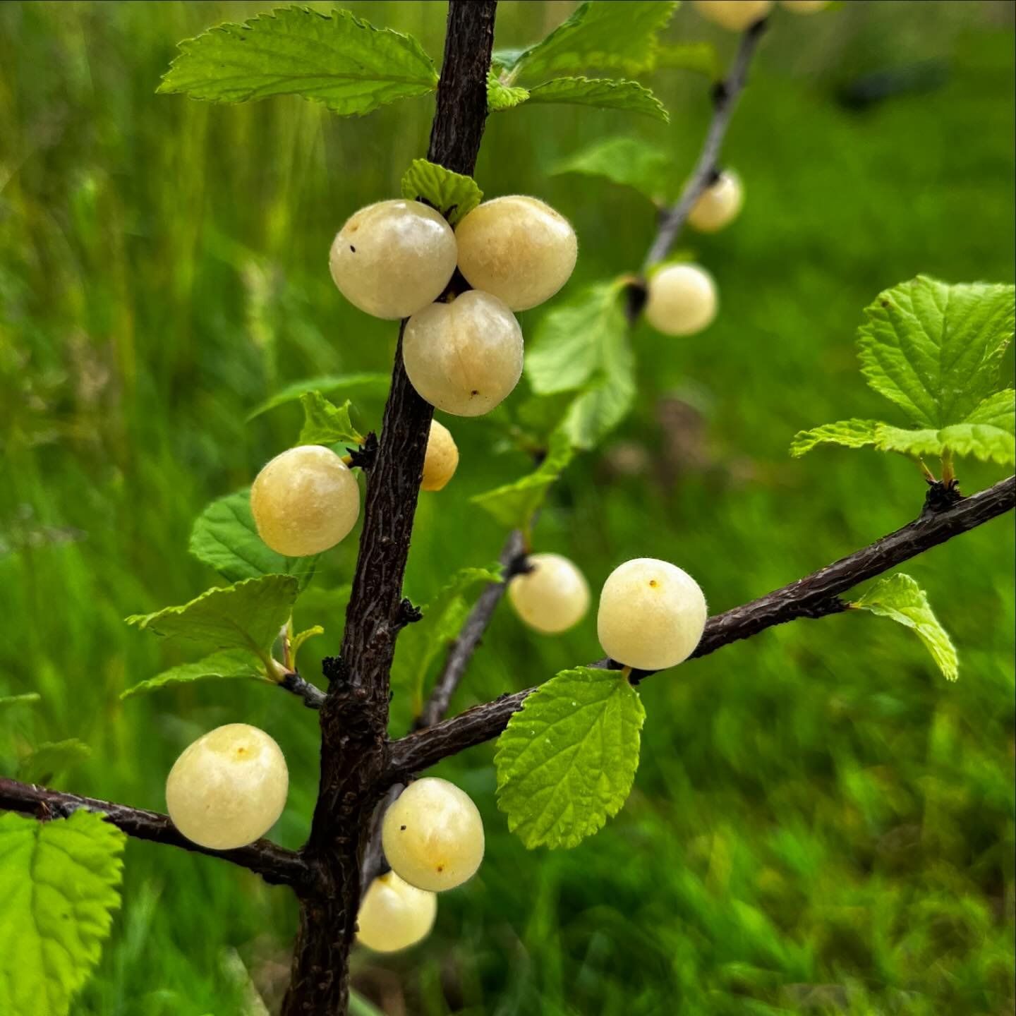 Cerezo de Nankin, Cerezo de Shangai frutas blancas : venta Cerezo de ...
