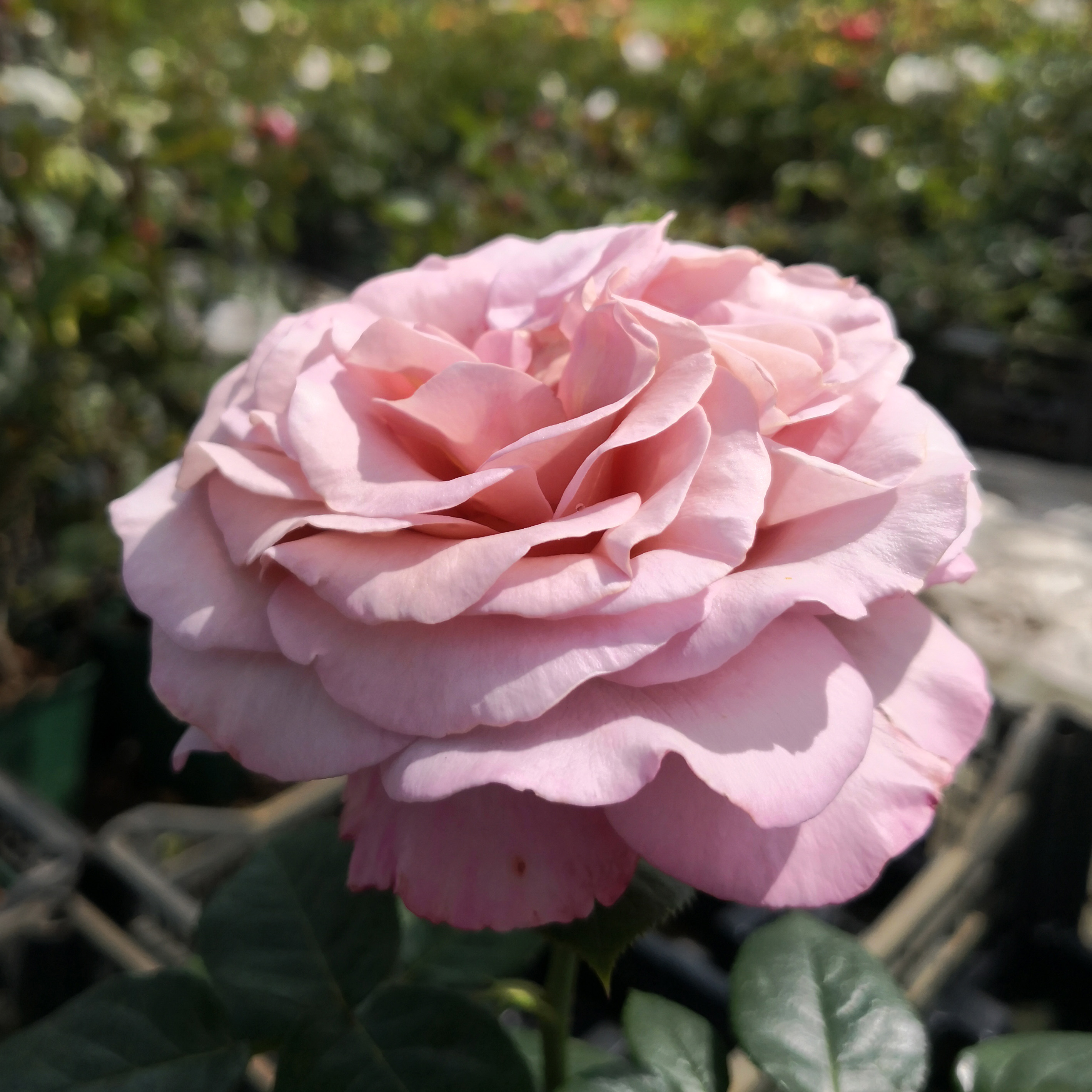 Rosal 'Blue Girl' : venta Rosal 'Blue Girl' / Rosa Blue Girl