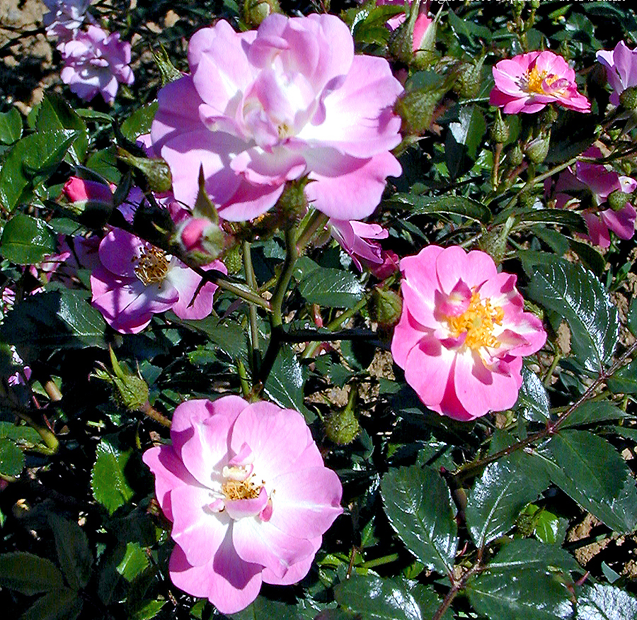 Rosal 'Castor' : venta Rosal 'Castor' / Rosa Castor