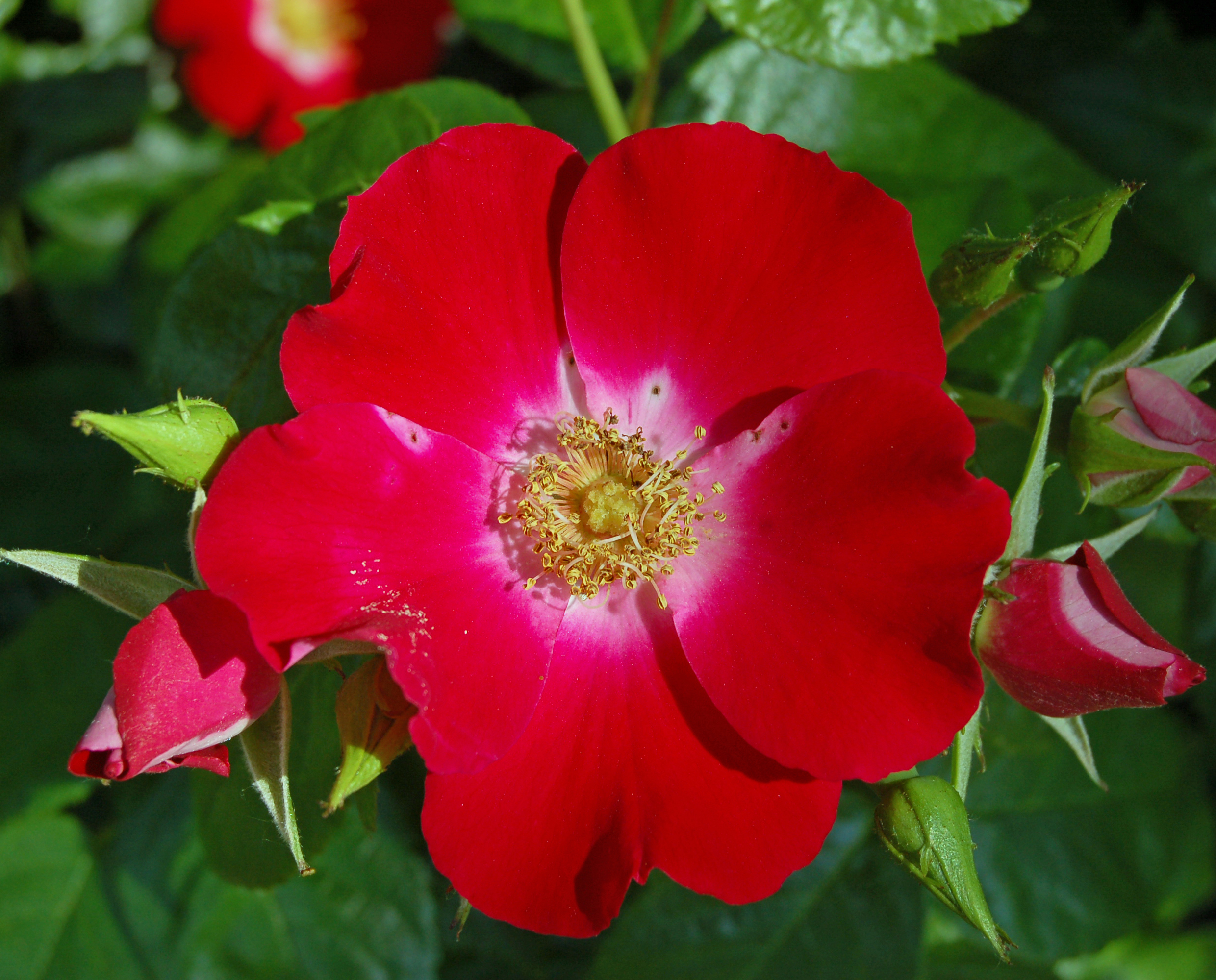 Rosal 'Red Dot' : venta Rosal 'Red Dot' / Rosa Red Dot