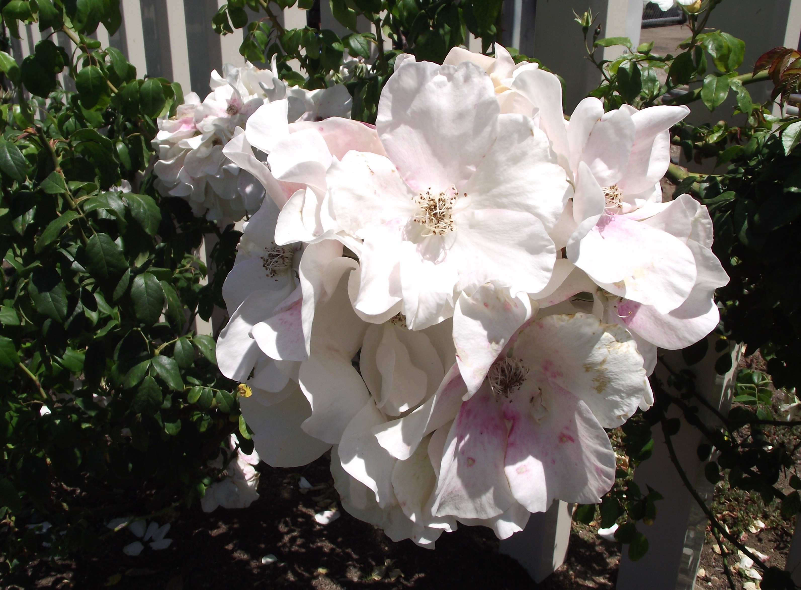 Rosal 'Sally Holmes' : venta Rosal 'Sally Holmes' / Rosa Sally Holmes
