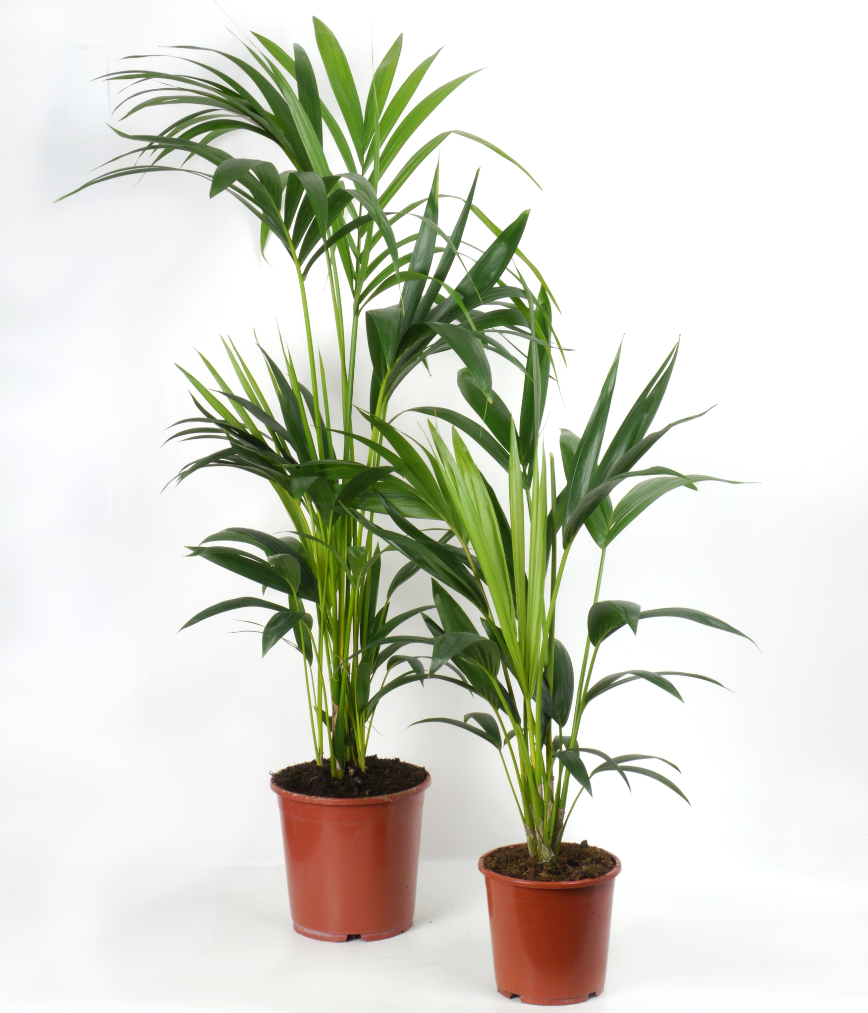 Kentia, Palma del paraiso : venta Kentia, Palma del paraiso / Howea ...