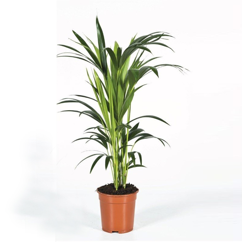 Kentia, Palma del paraiso : venta Kentia, Palma del paraiso / Howea ...