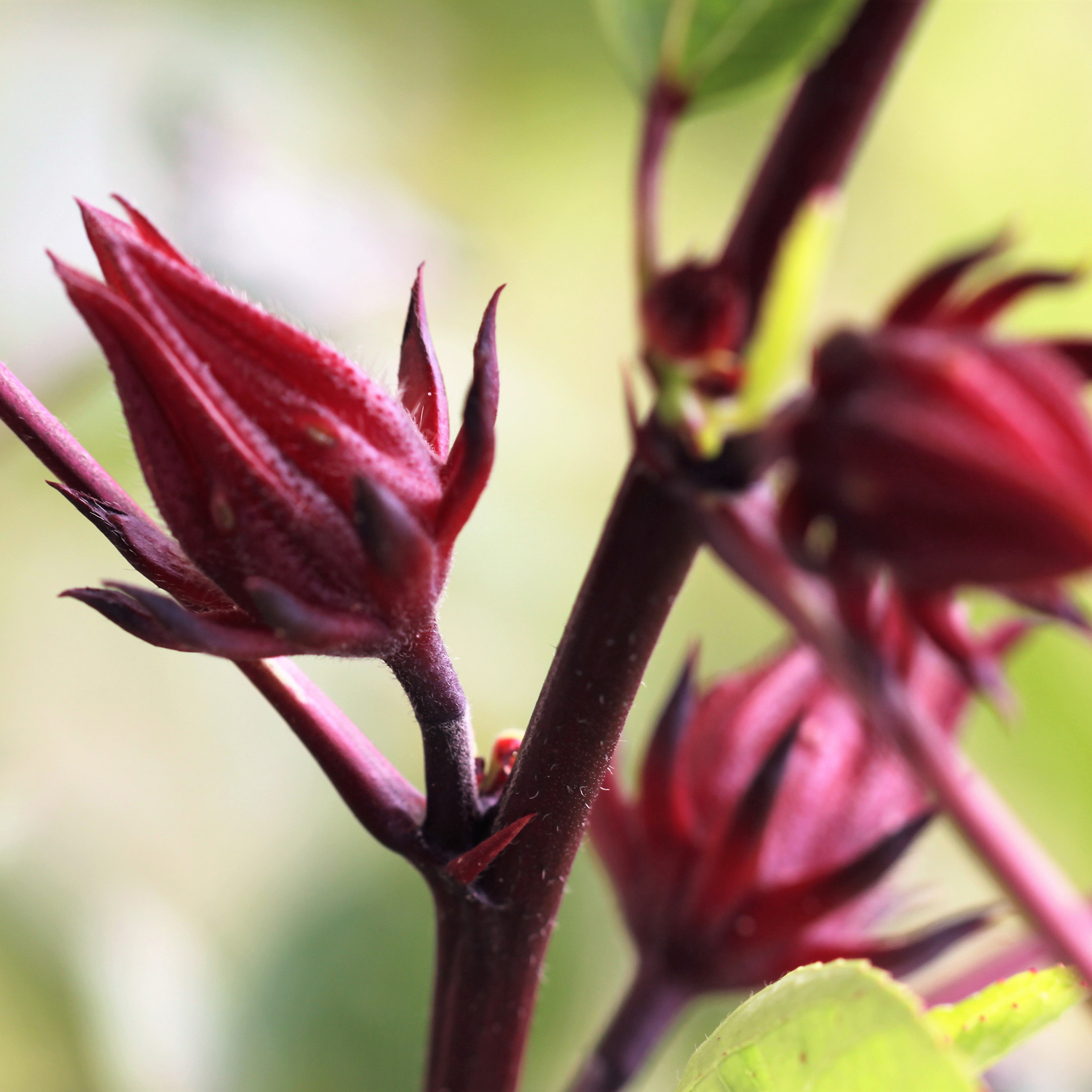 Flor de Jamaica : venta Flor de Jamaica / Hibiscus sabdariffa
