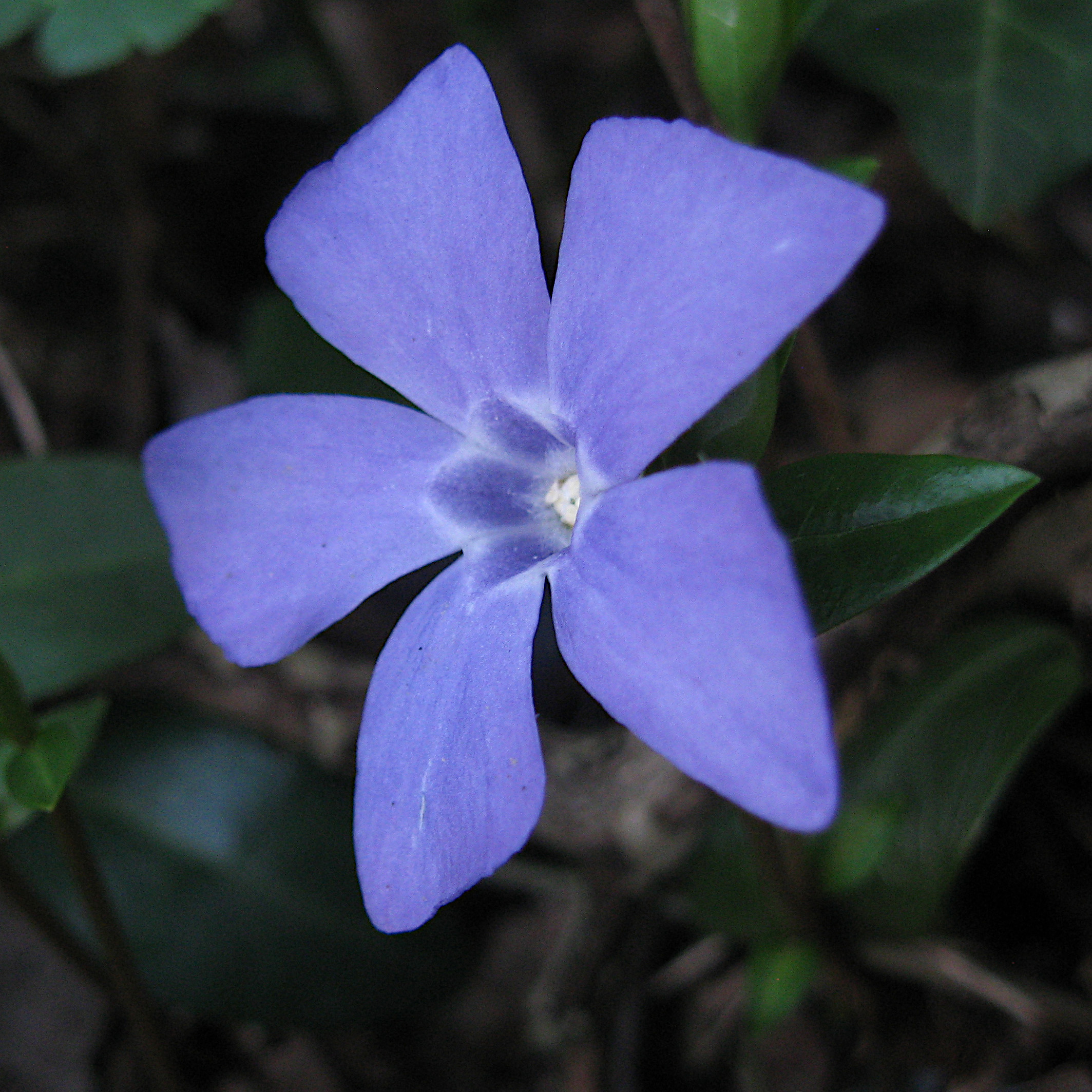 Vinca azul : venta Vinca azul / Vinca minor