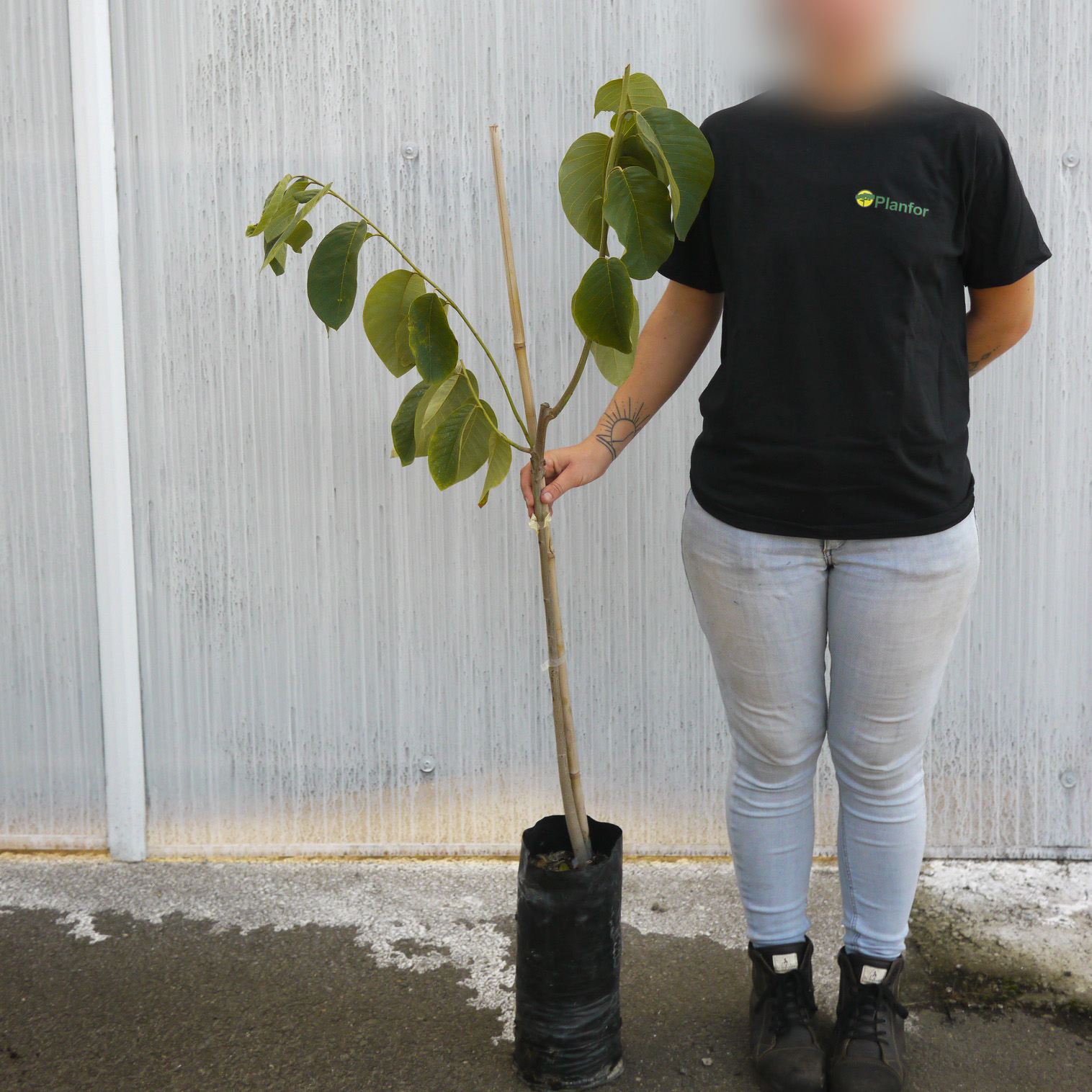 Chirimoyo : venta Chirimoyo / Annona cherimola