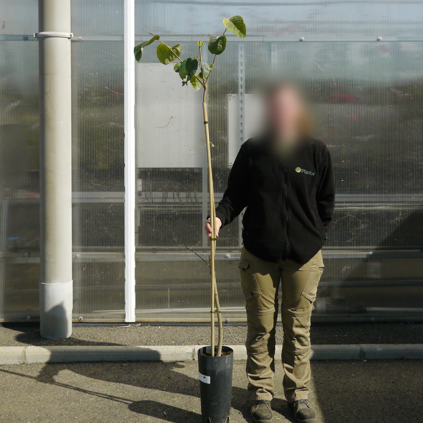 Chirimoyo : venta Chirimoyo / Annona cherimola