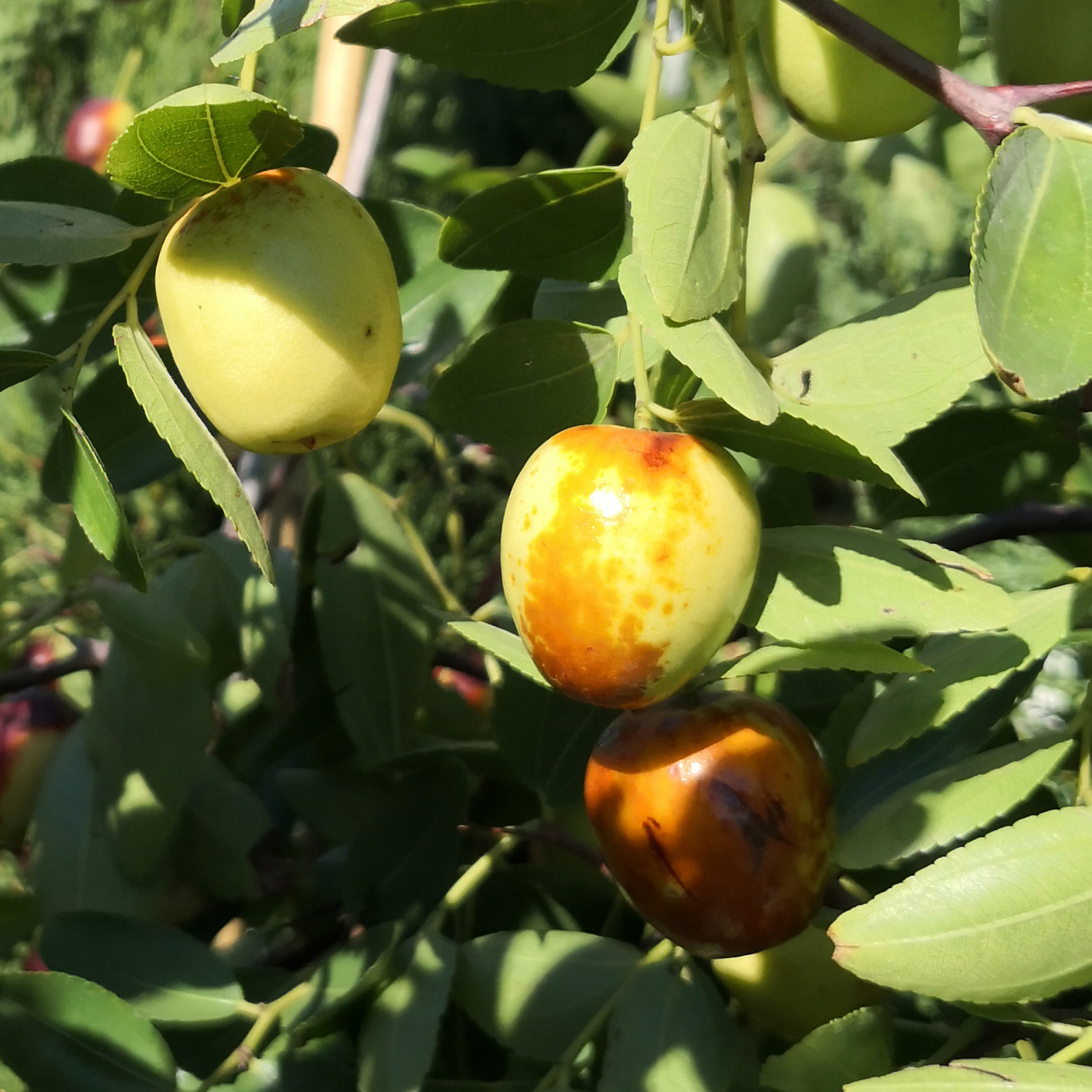 Azufaifo, Jujube : venta Azufaifo, Jujube / Ziziphus jujuba