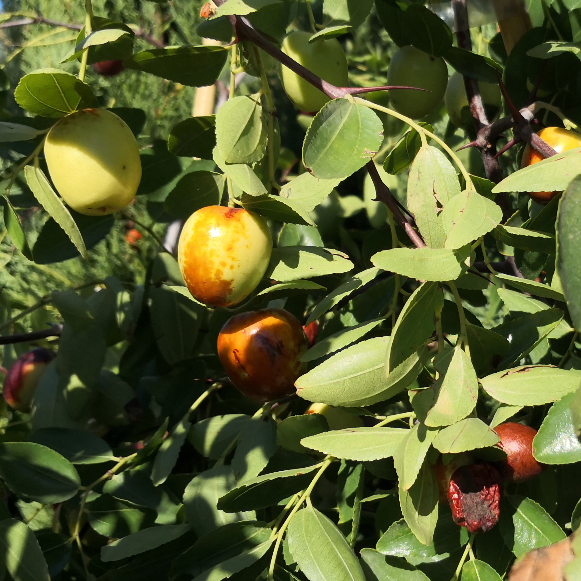 Azufaifo, Jujube : venta Azufaifo, Jujube / Ziziphus jujuba