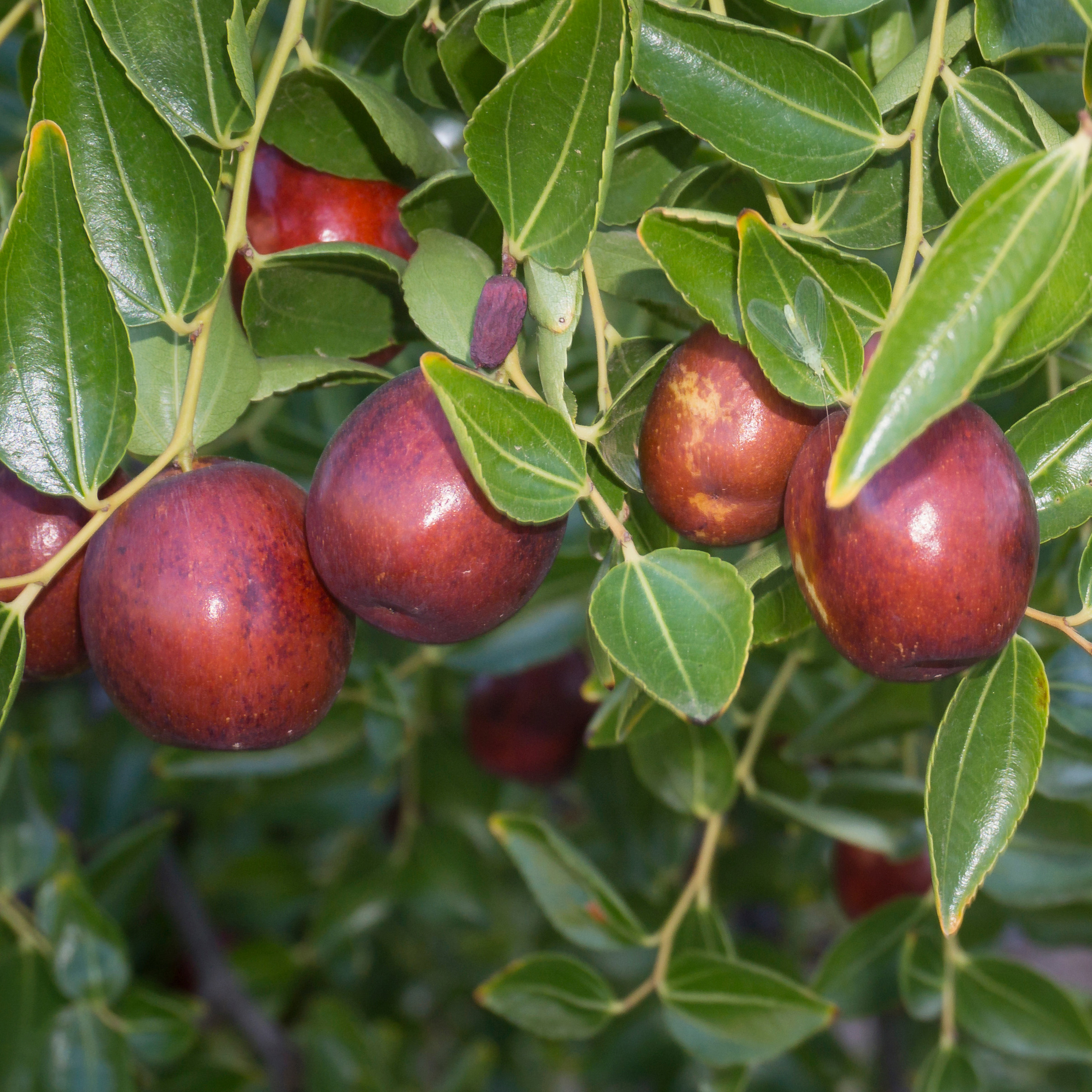 Azufaifo, Jujube : venta Azufaifo, Jujube / Ziziphus jujuba