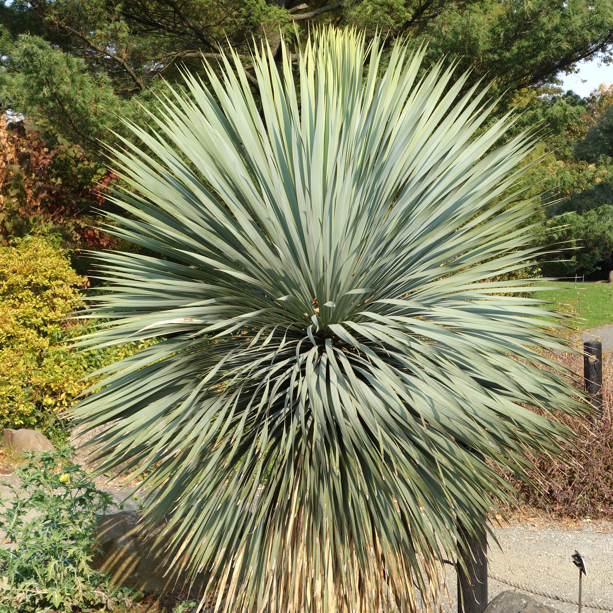 Yucca rostrata : venta Yucca rostrata / Yucca rostrata