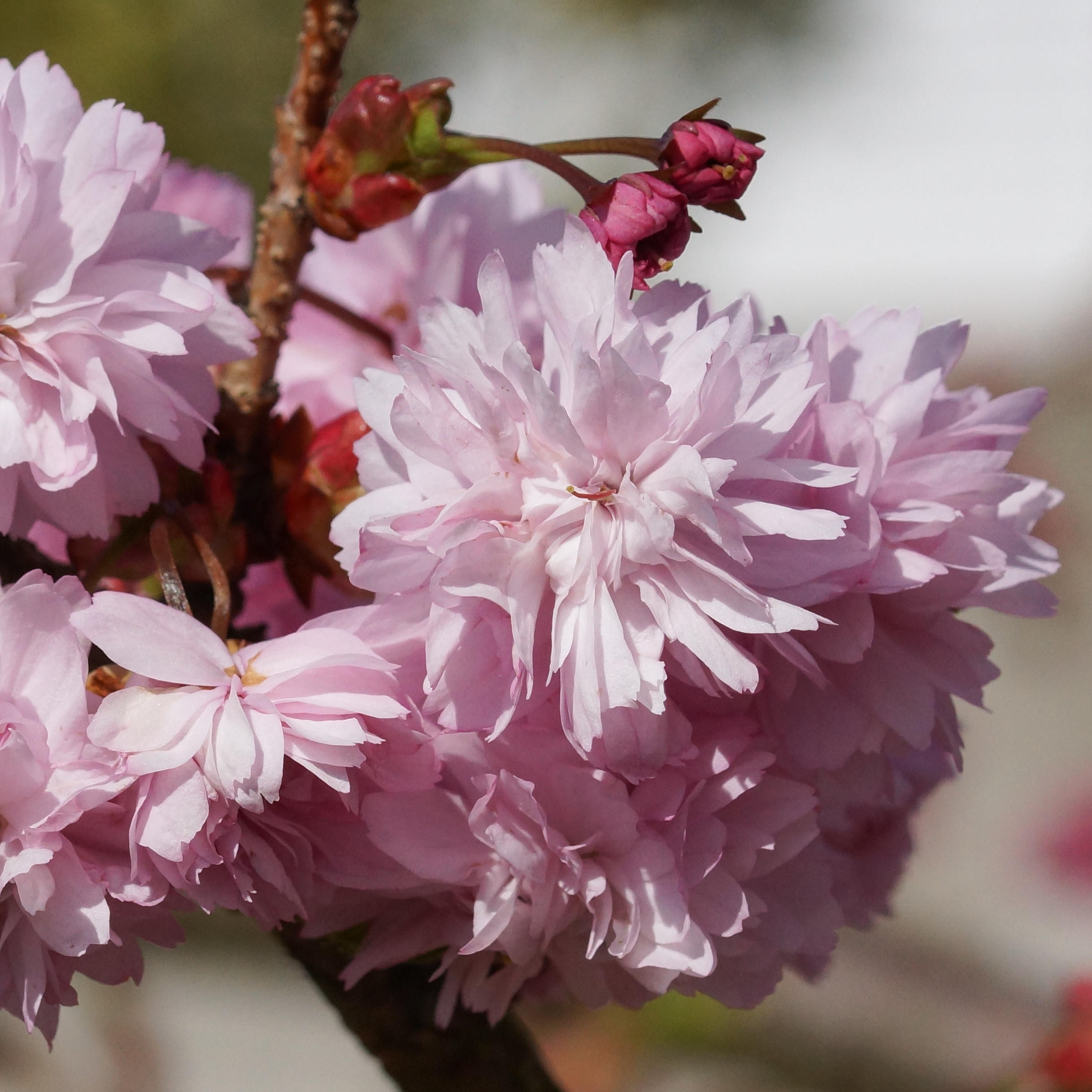 Cerezo Japonés llorón Kiku-shidare-zakura : venta Cerezo Japonés llorón ...