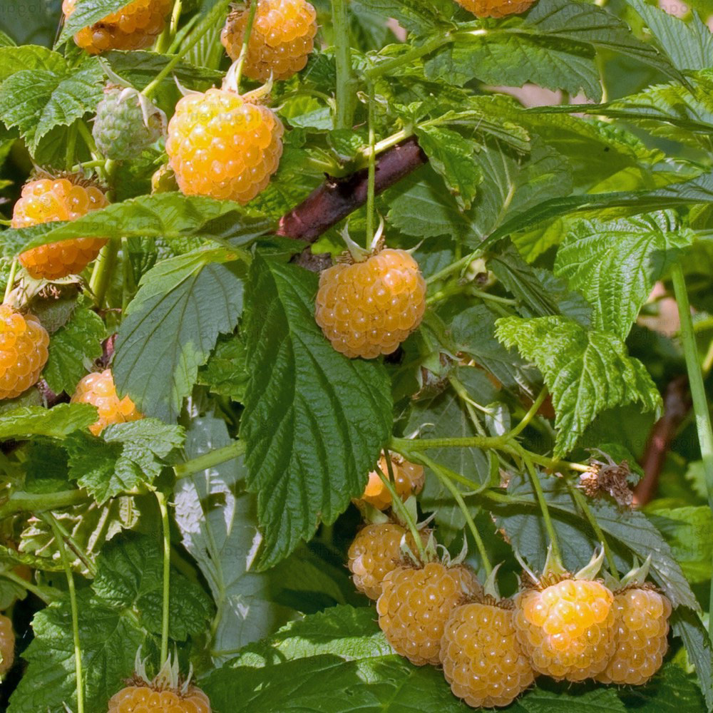 Frambueso amarillo enano : venta Frambueso amarillo enano / Rubus ...
