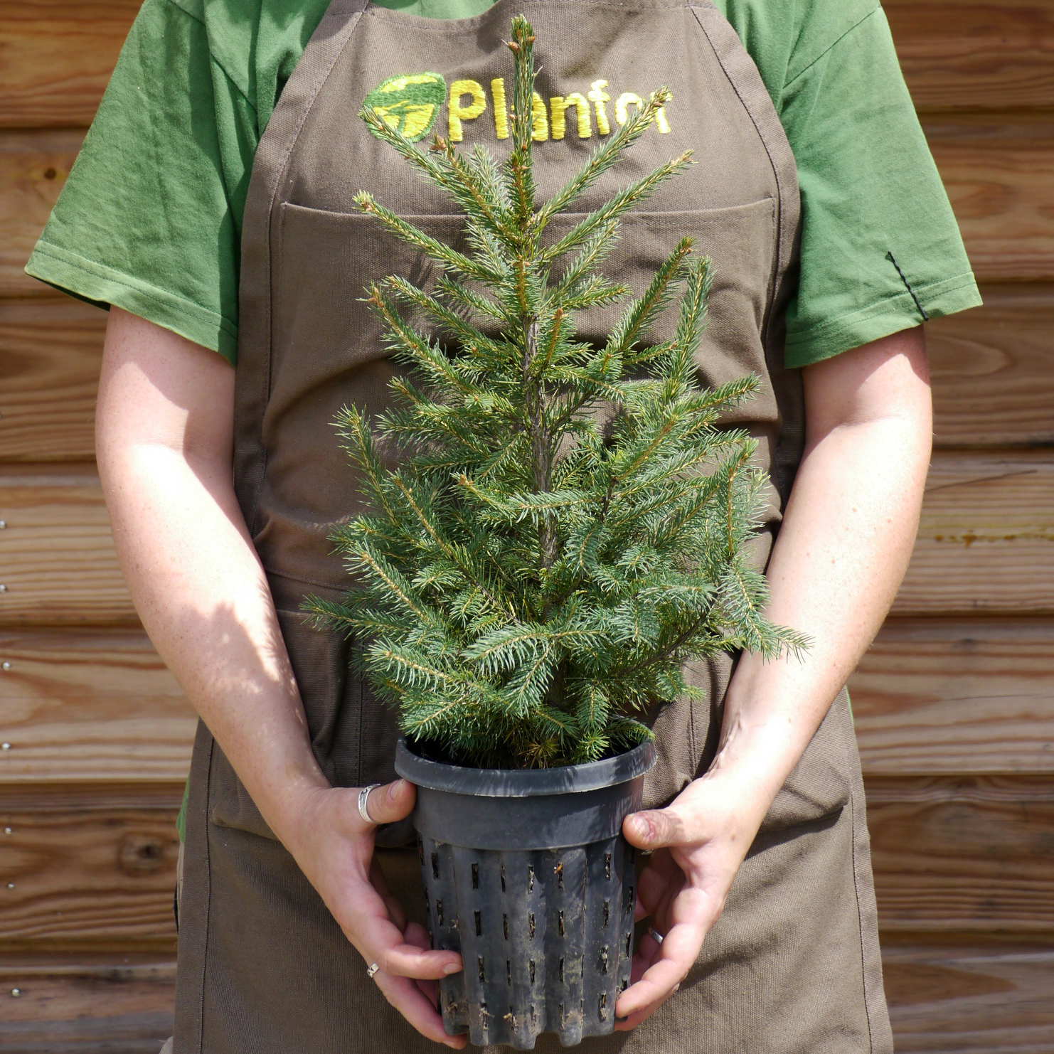 Pícea de Noruega : venta Pícea de Noruega / Picea abies