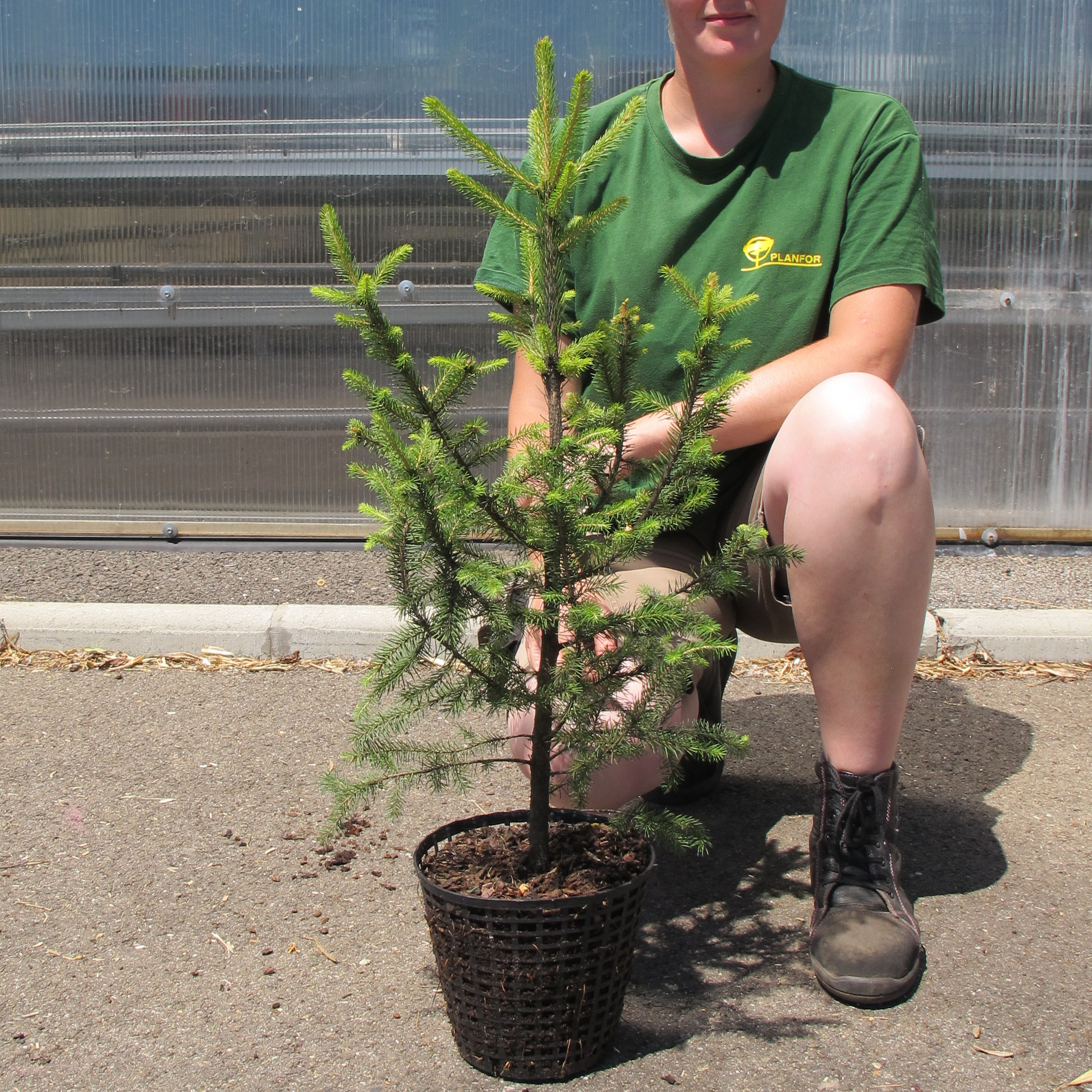 Pícea de Noruega : venta Pícea de Noruega / Picea abies