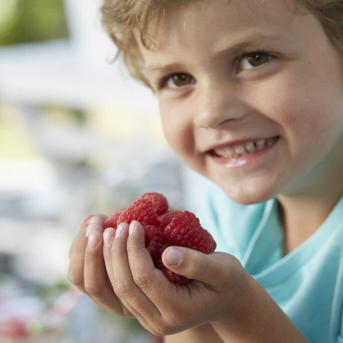 Frambueso enano rojo : venta Frambueso enano rojo / Rubus idaeus nano rubra