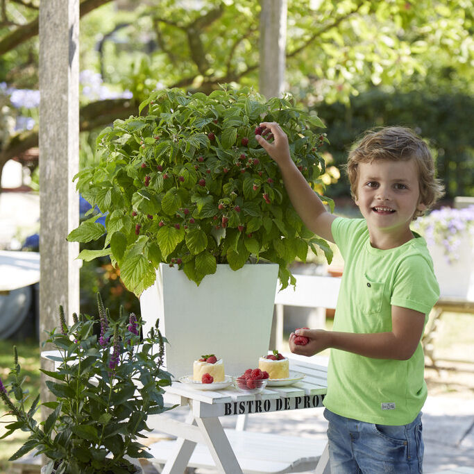 Frambueso enano rojo : venta Frambueso enano rojo / Rubus idaeus nano rubra