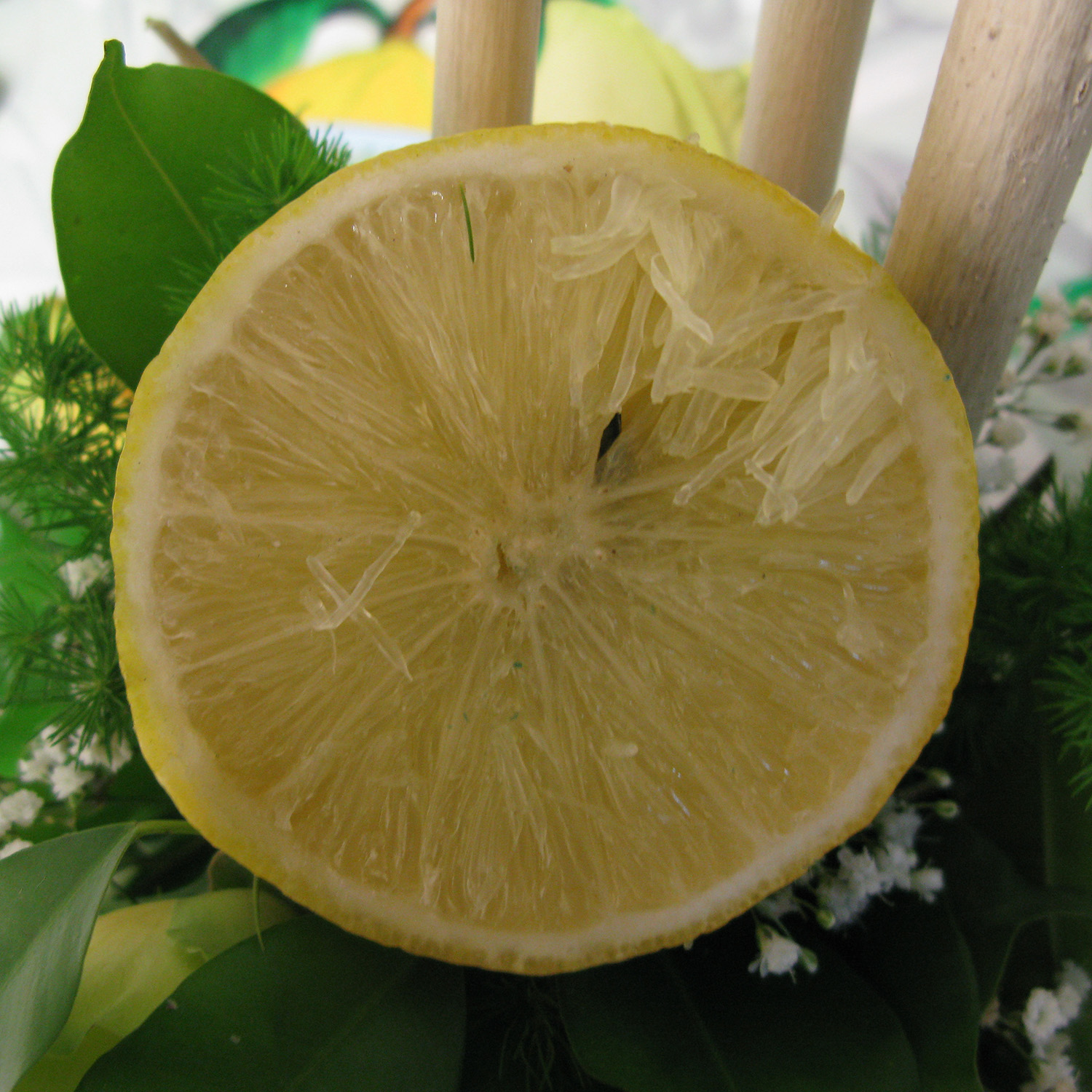 Bergamota : venta Bergamota / Citrus bergamia