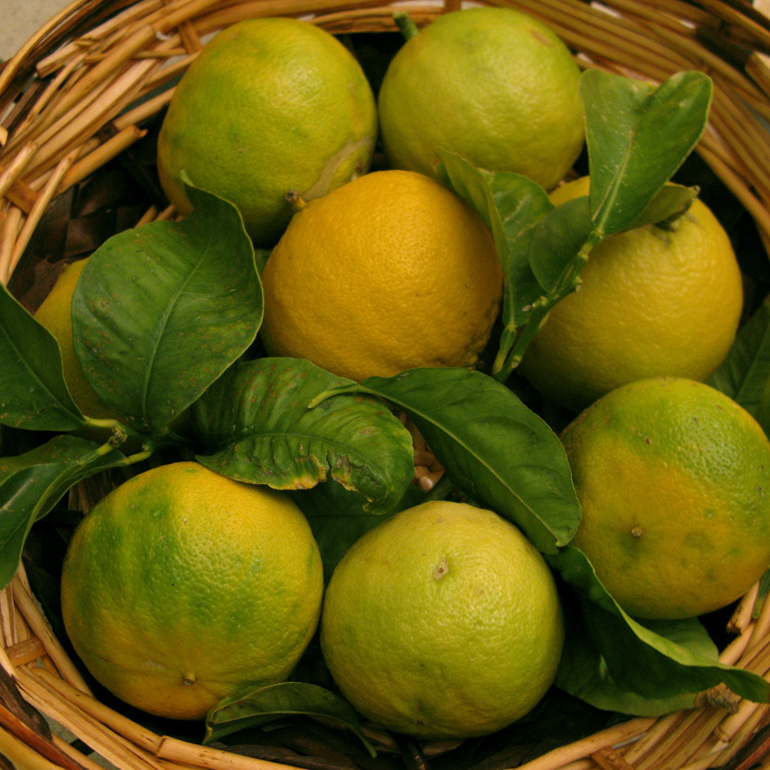 Bergamota : venta Bergamota / Citrus bergamia