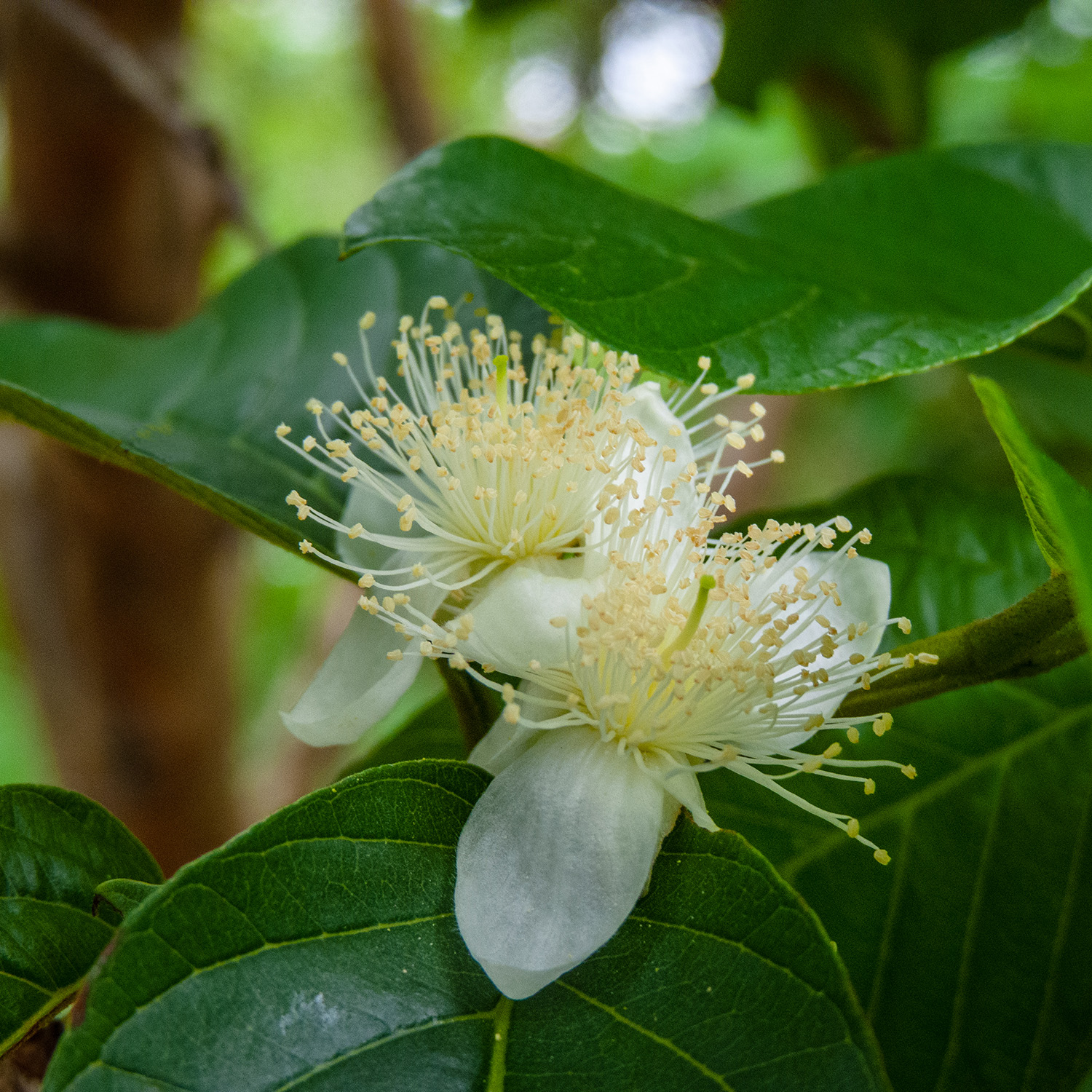 Guayaba fresa : venta Guayaba fresa / Psidium guajava fresa