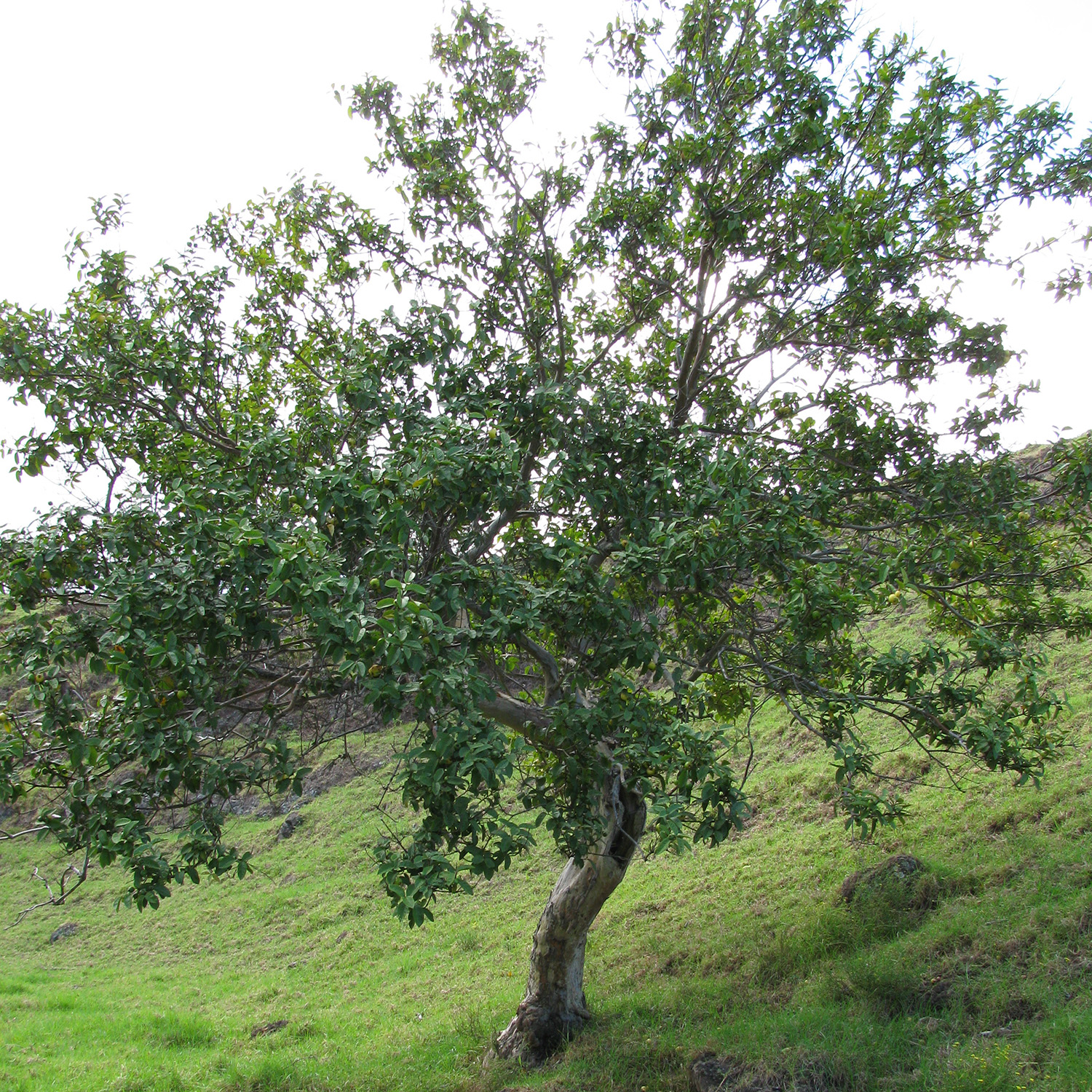 Guayaba fresa : venta Guayaba fresa / Psidium guajava fresa