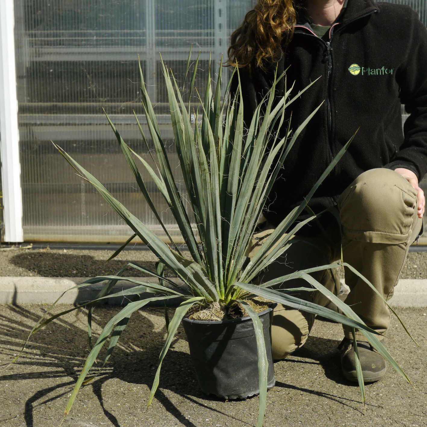 Yucca filamentosa : venta Yucca filamentosa / Yucca filamentosa