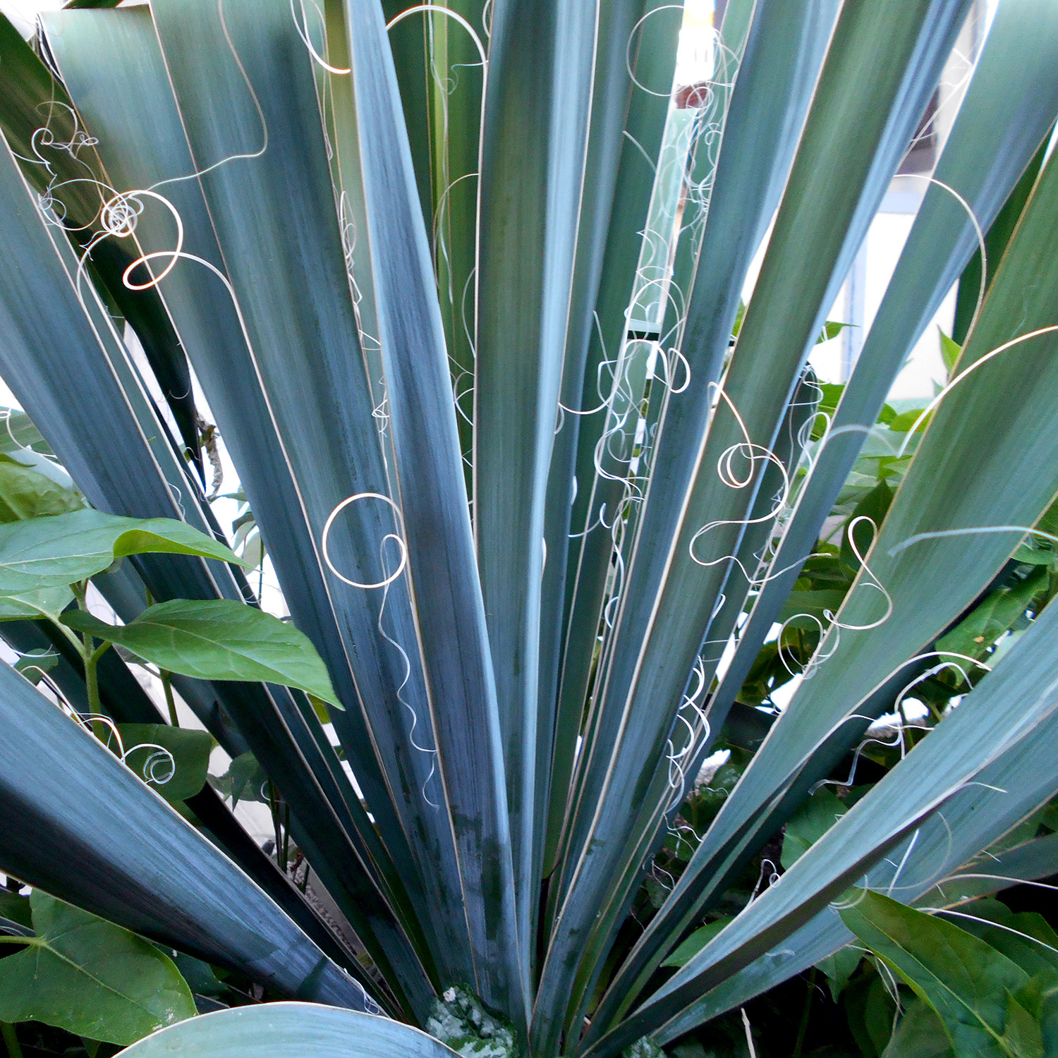 Yucca filamentosa : venta Yucca filamentosa / Yucca filamentosa