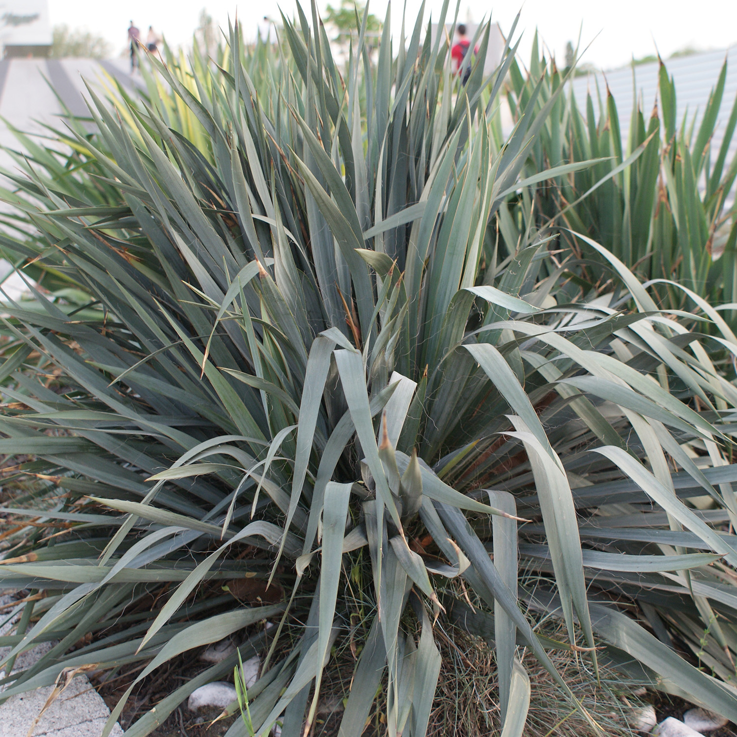 Yucca filamentosa : venta Yucca filamentosa / Yucca filamentosa