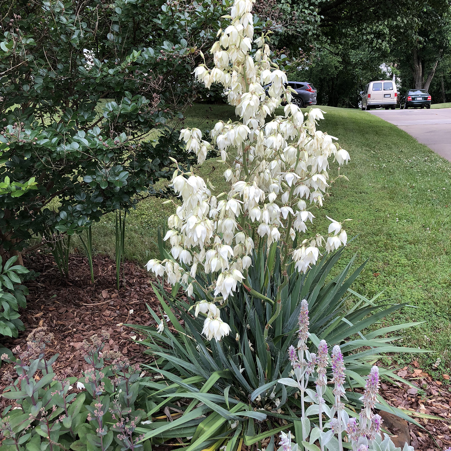 Yucca filamentosa : venta Yucca filamentosa / Yucca filamentosa