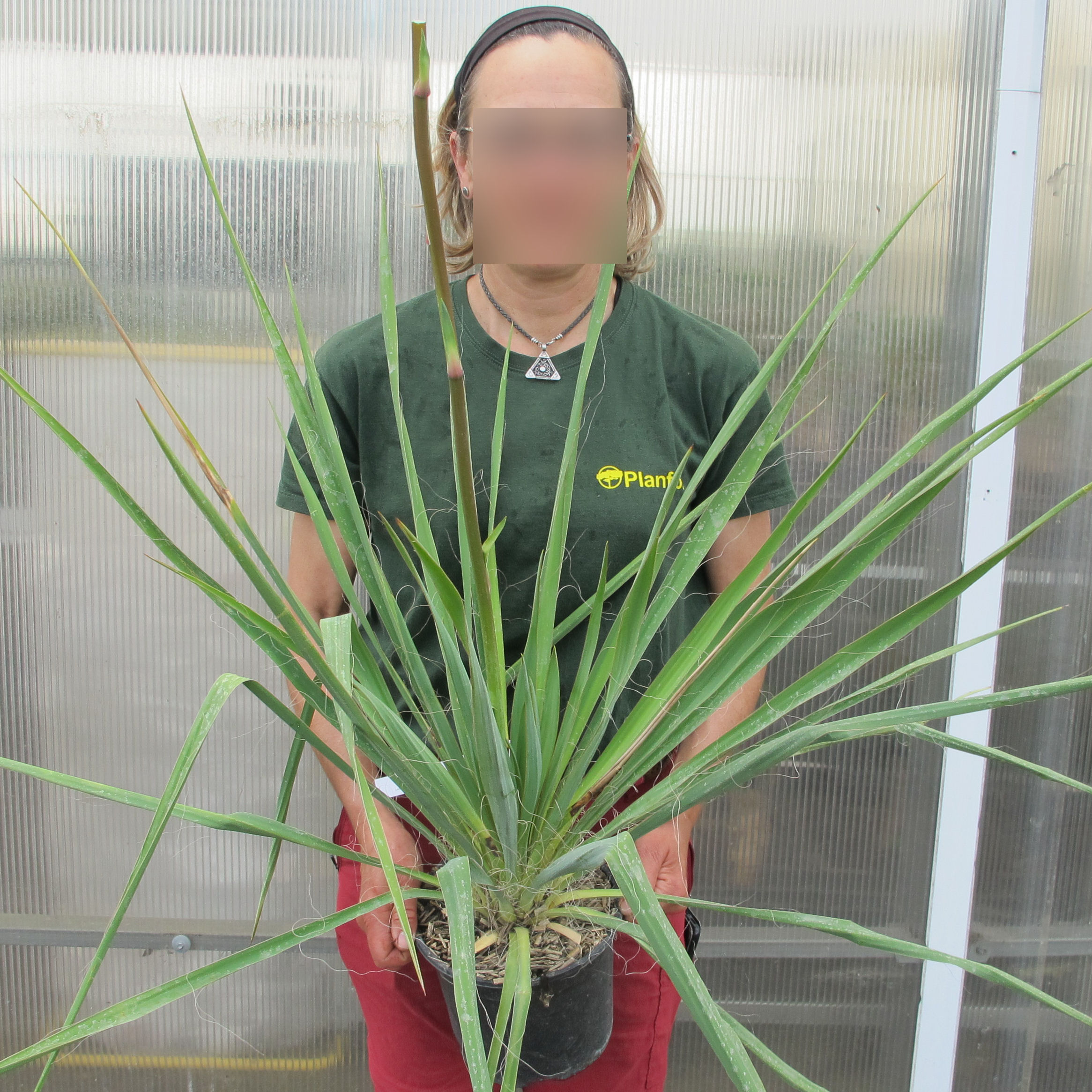 Yucca filamentosa : venta Yucca filamentosa / Yucca filamentosa