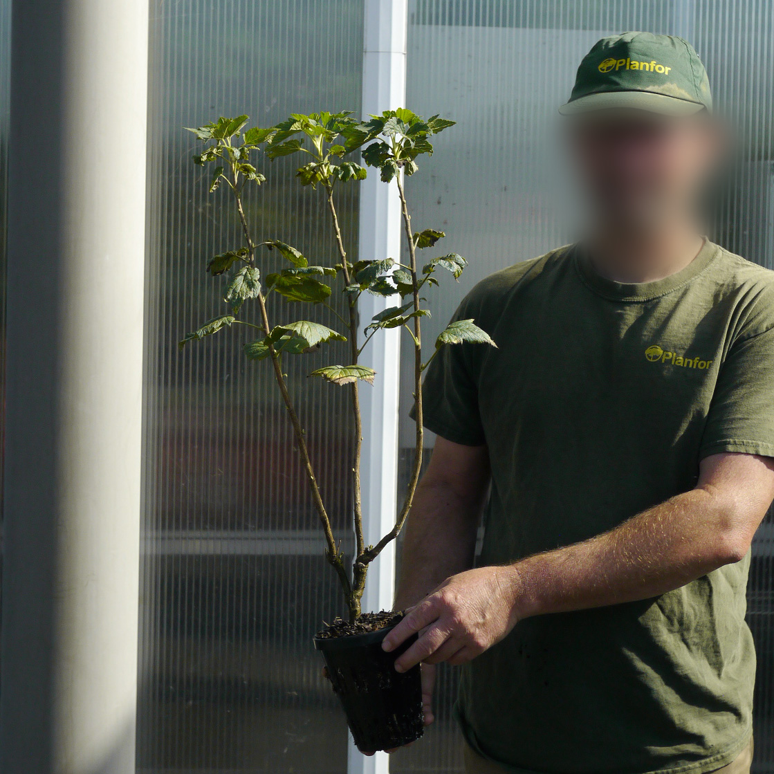 Casis blanco autofértil : venta Casis blanco autofértil / Ribes nigrum alba