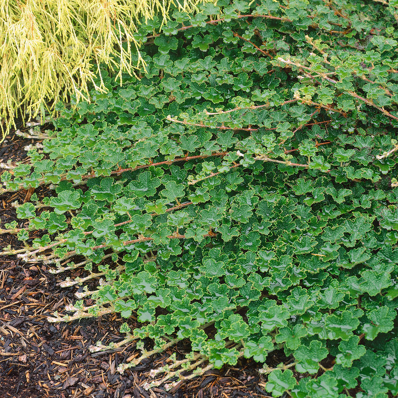 Frambuesa naranja rastrera : venta Frambuesa naranja rastrera / Rubus ...