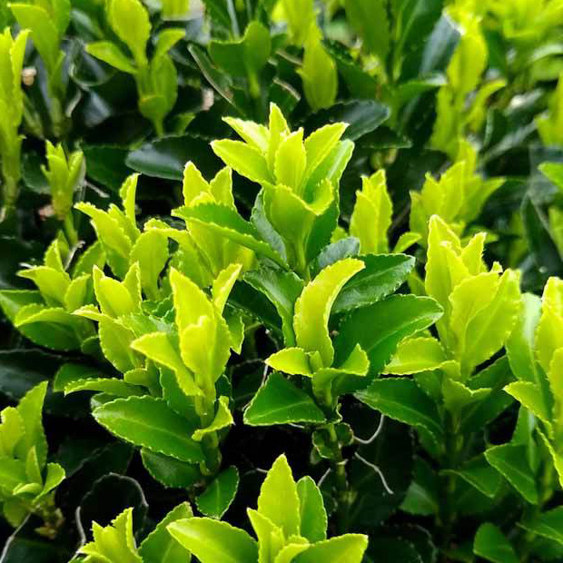 Evónimo de Japón 'Green Spire' : venta Evónimo de Japón 'Green Spire ...
