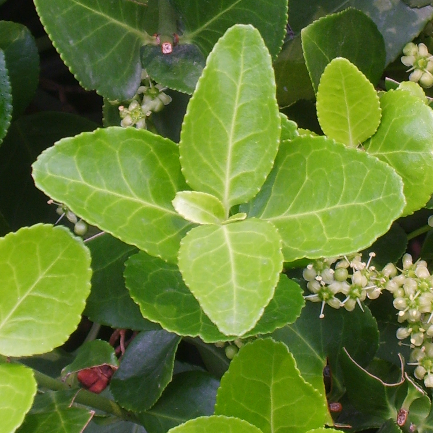 Evónimo de Japón con hojas grandes : venta Evónimo de Japón con hojas ...