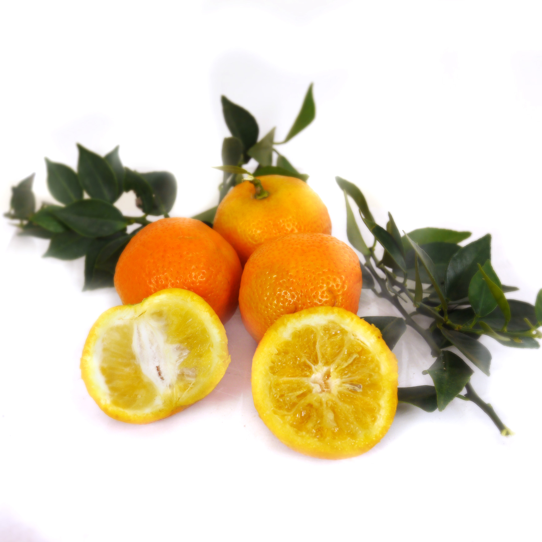 Chinotto, mandarino chino : venta Chinotto, mandarino chino / Citrus ...