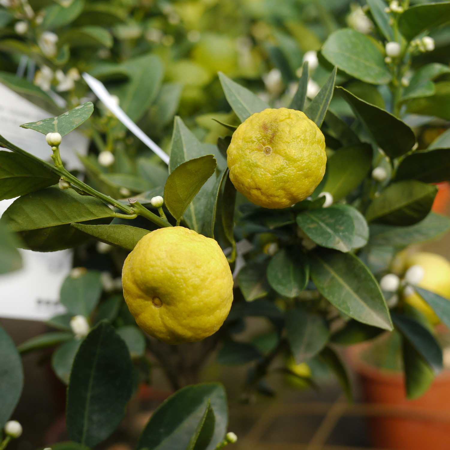 Limonero Pursha : venta Limonero Pursha / Citrus limetta Pursha