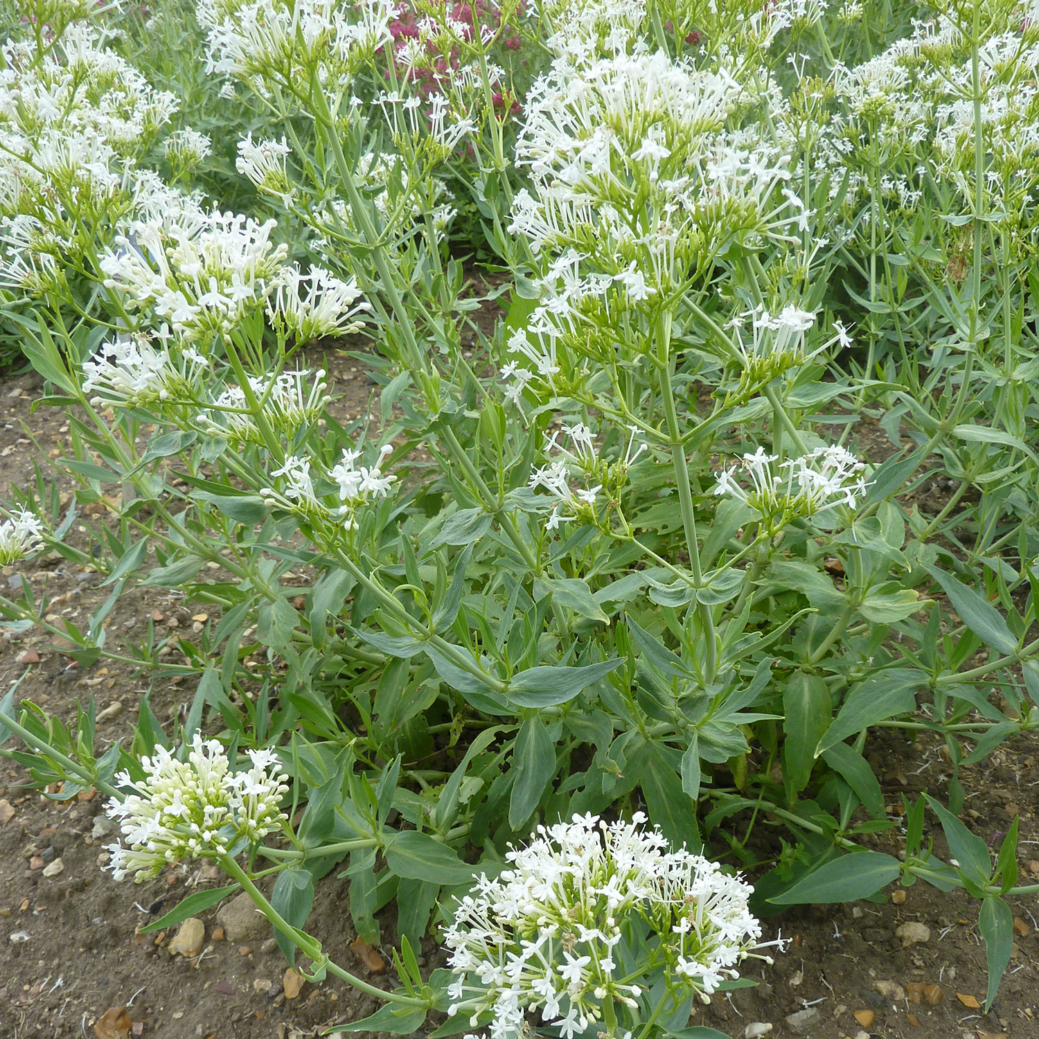 Valeriana blanca : venta Valeriana blanca / Centranthus ruber alba
