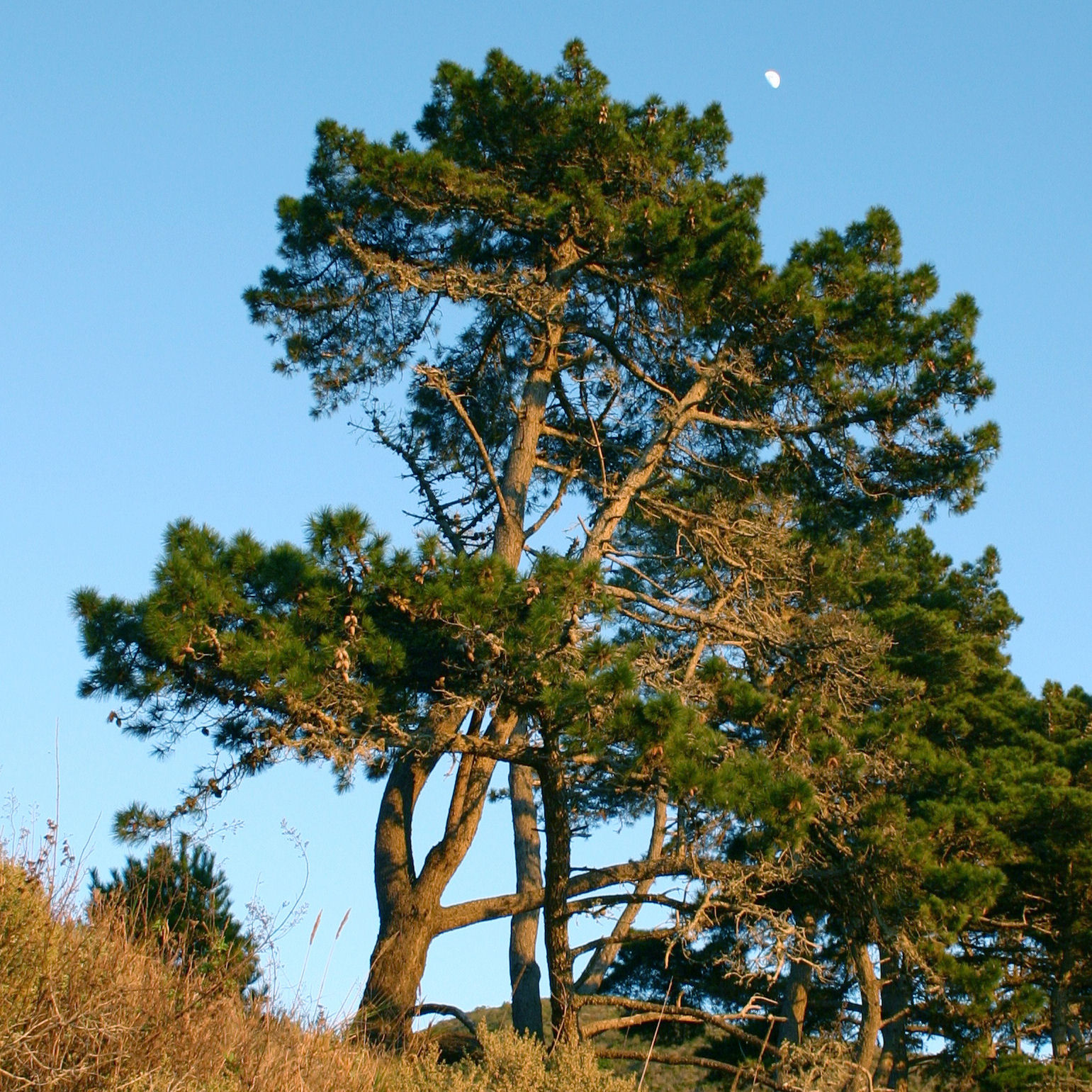 Pino de Monterrey : venta Pino de Monterrey / Pinus radiata