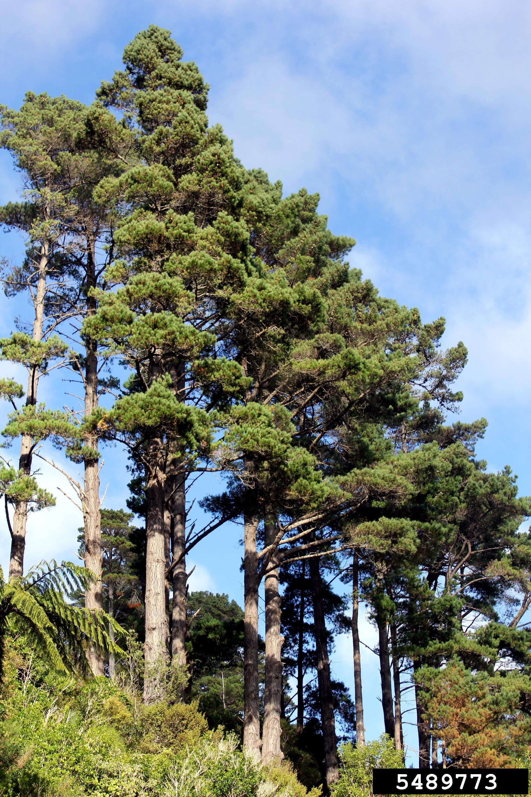 Pino de Monterrey : venta Pino de Monterrey / Pinus radiata