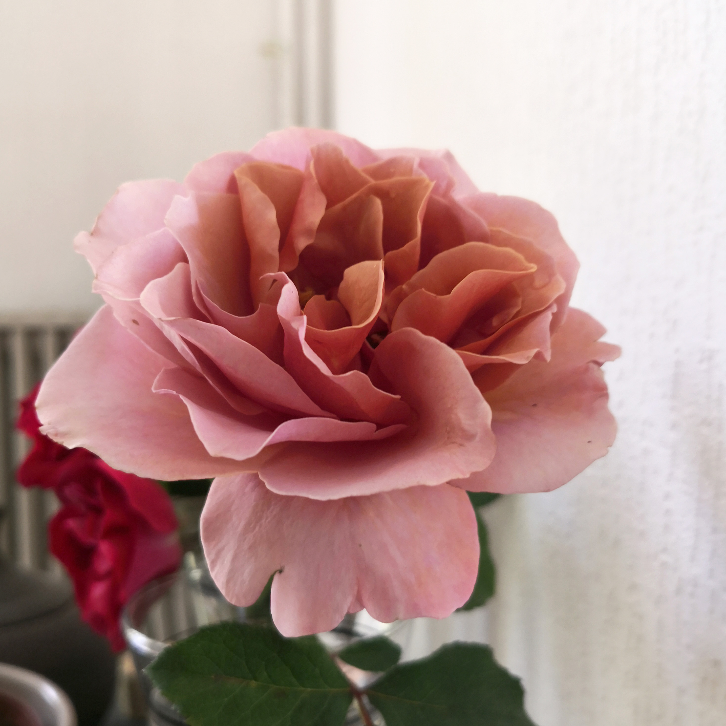 Rosal 'Mokarosa' : venta Rosal 'Mokarosa' / Rosa Mokarosa