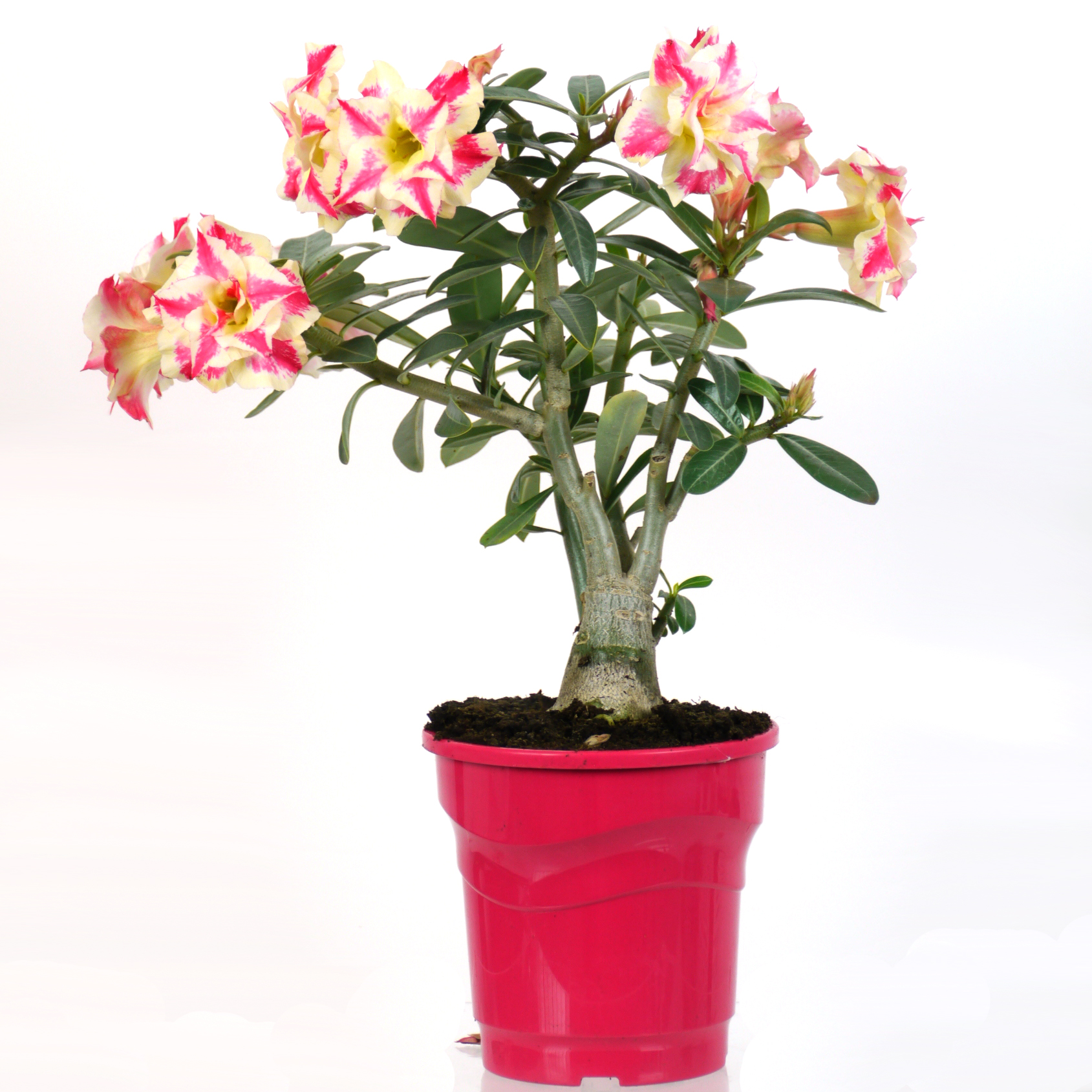 Rosa del desierto specimen : venta Rosa del desierto specimen / Adenium ...