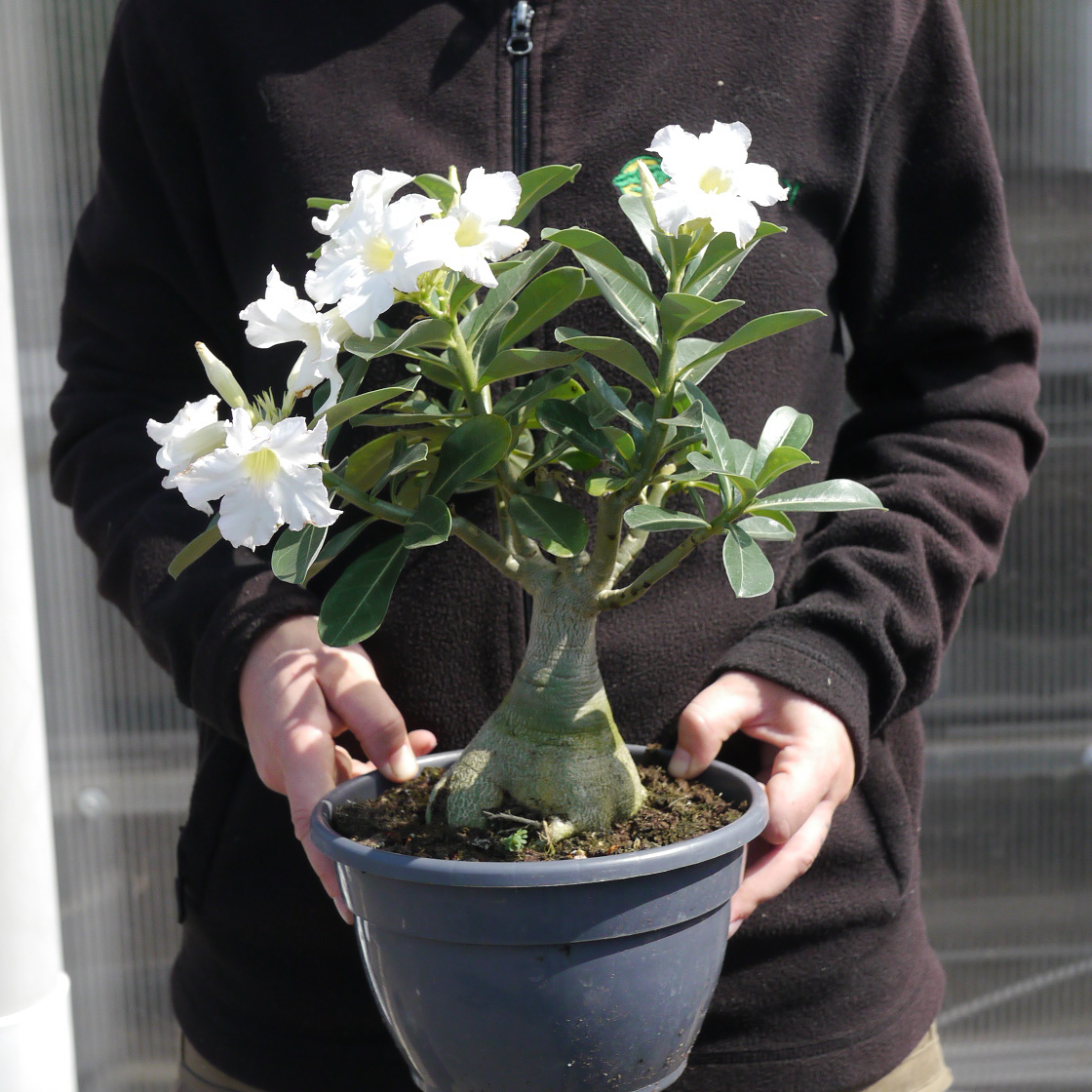 Rosa del desierto specimen : venta Rosa del desierto specimen / Adenium ...