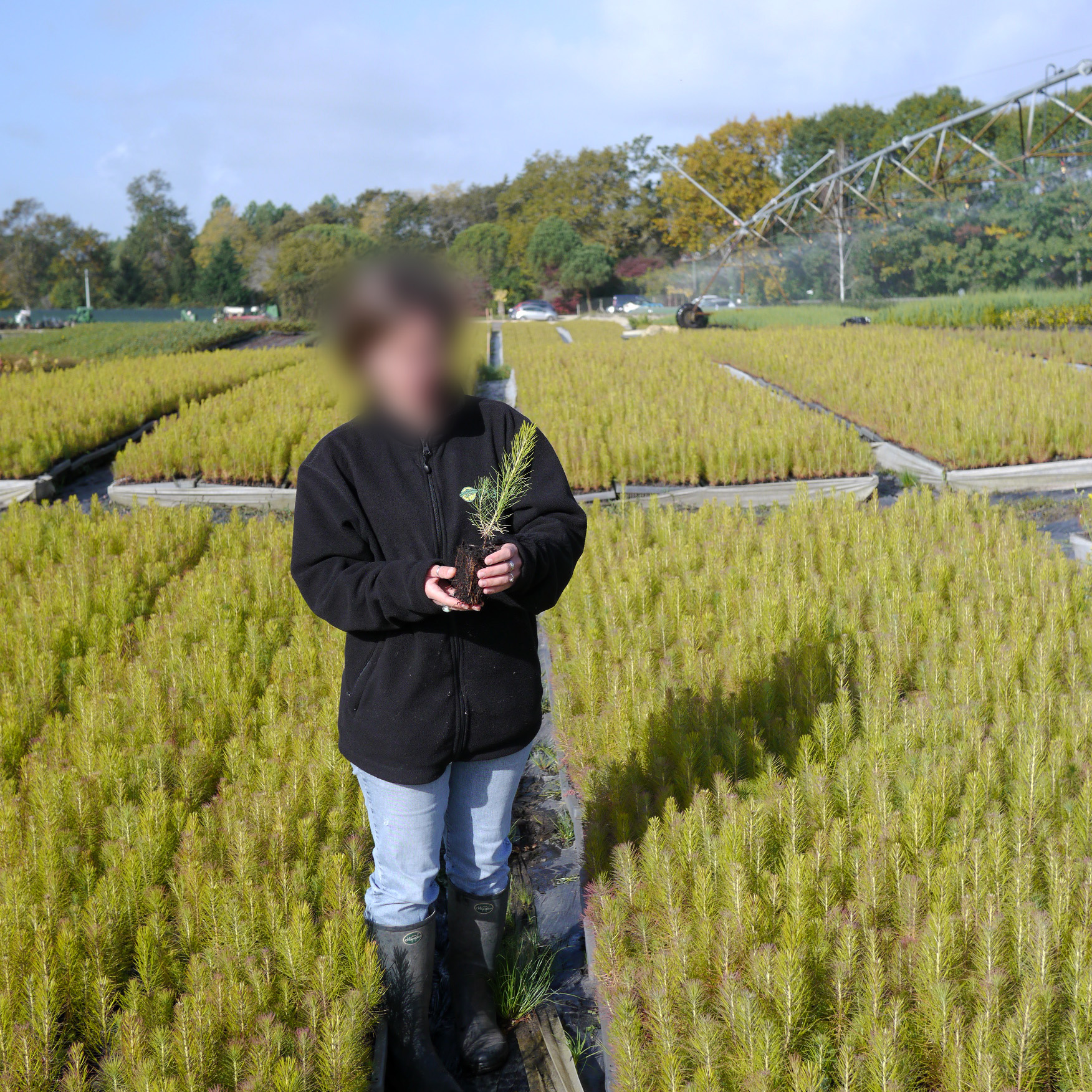 Pino taeda : venta Pino taeda / Pinus taeda