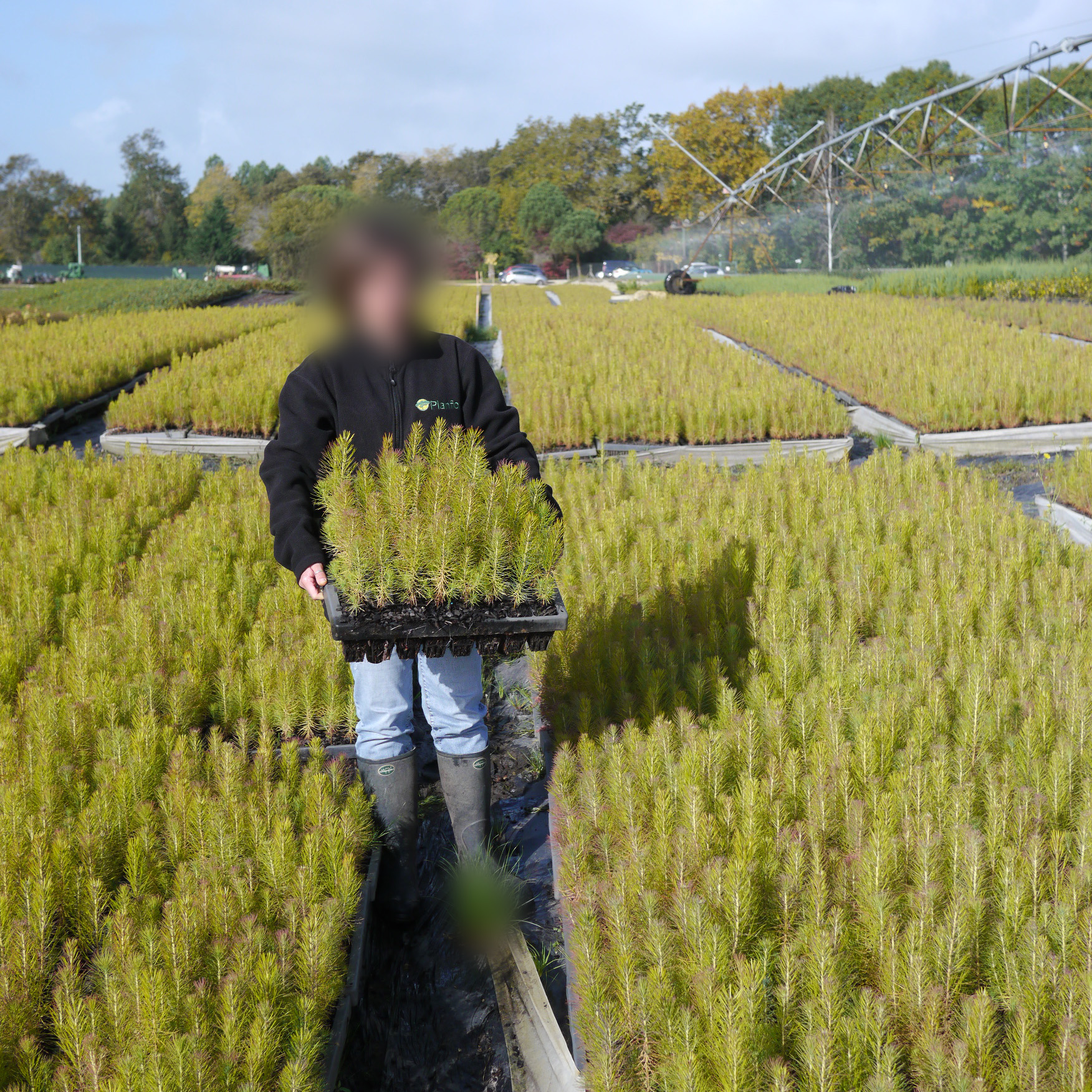 Pino taeda : venta Pino taeda / Pinus taeda