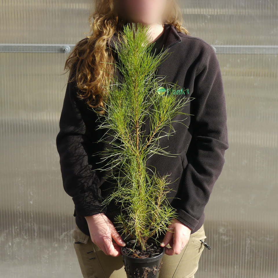 Pino taeda : venta Pino taeda / Pinus taeda