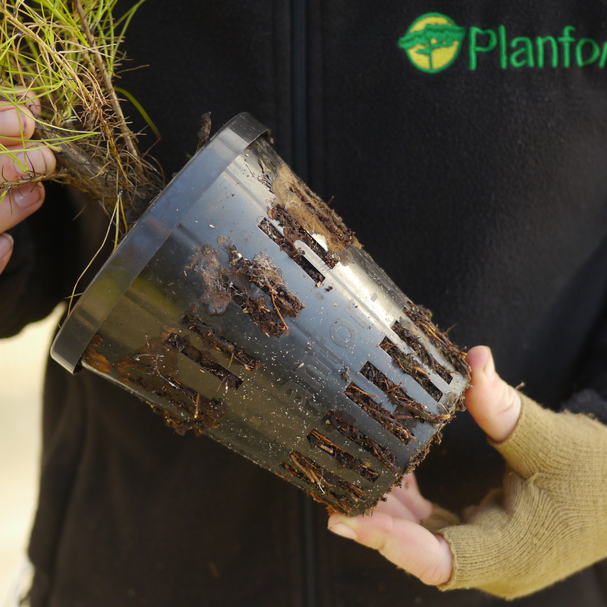 Pino taeda : venta Pino taeda / Pinus taeda