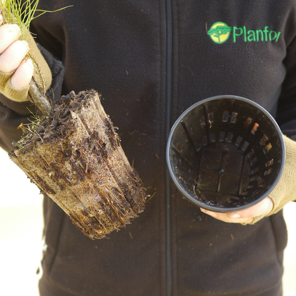 Pino taeda : venta Pino taeda / Pinus taeda