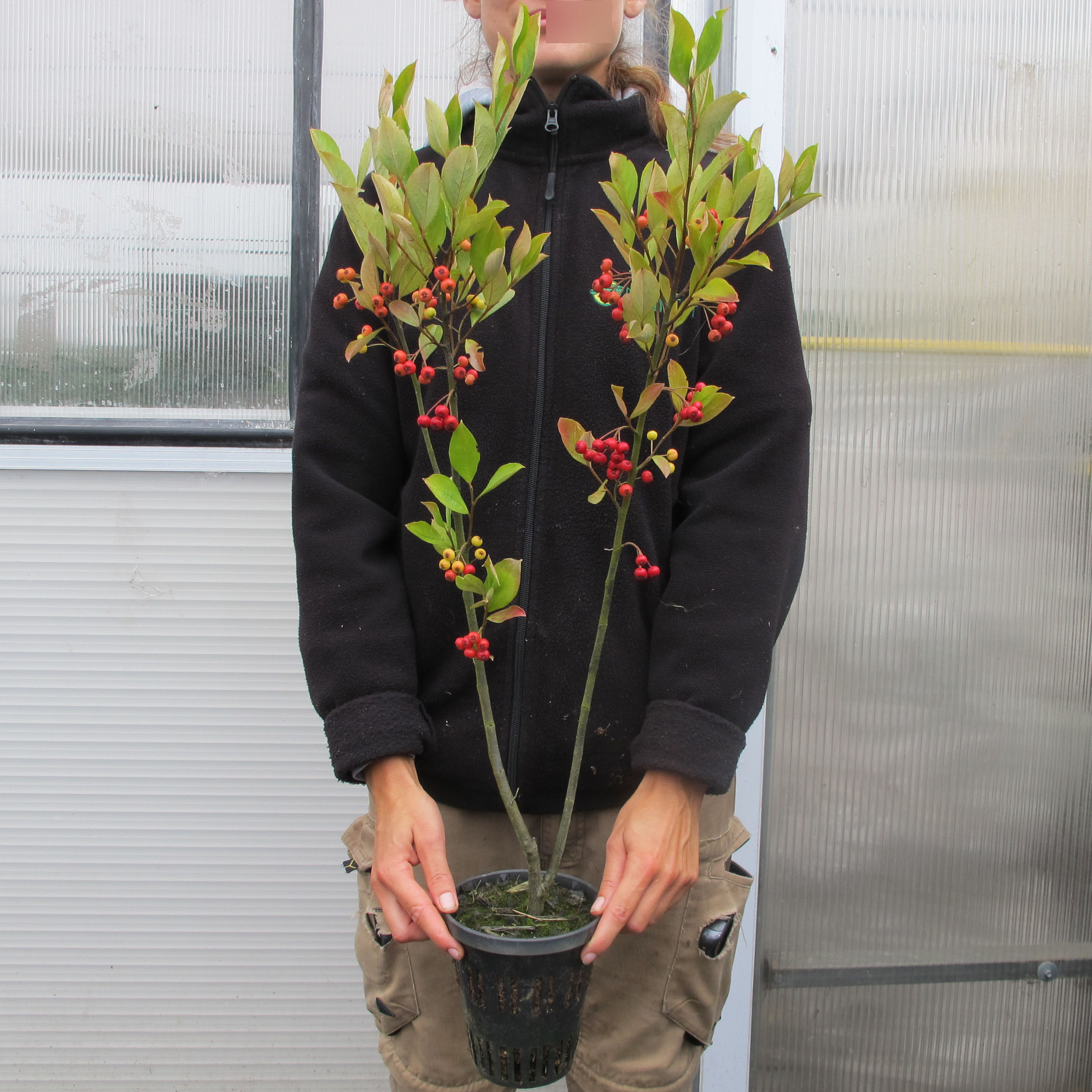 Aronia arbutifolia 'Brilliant' : venta Aronia arbutifolia 'Brilliant ...